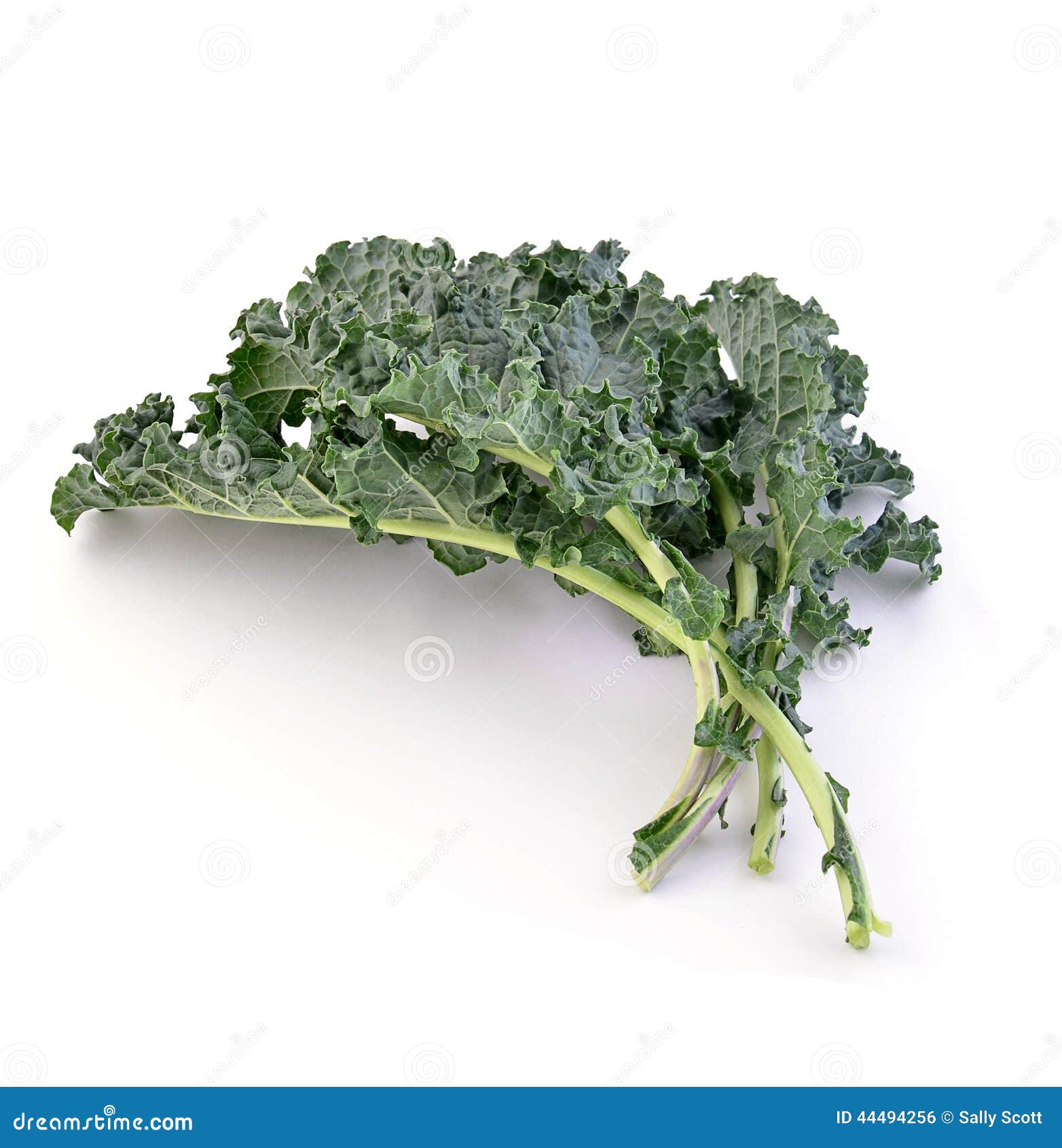 Verse boerenkool stock foto. Image of kernachtig, kool - 44494256