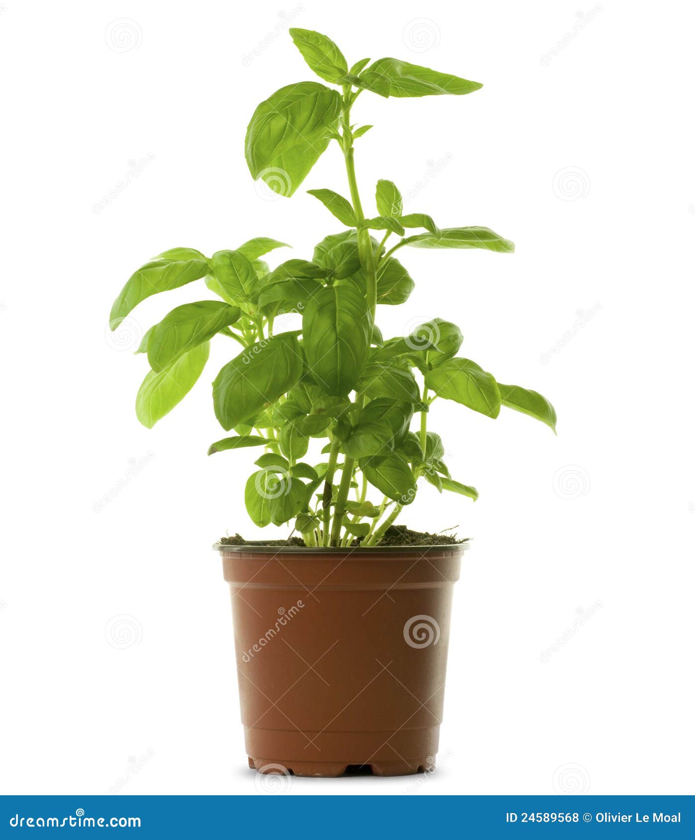 Verse Bos Van Basilicum in Een Bruine Pot Stock Foto - Image of ...