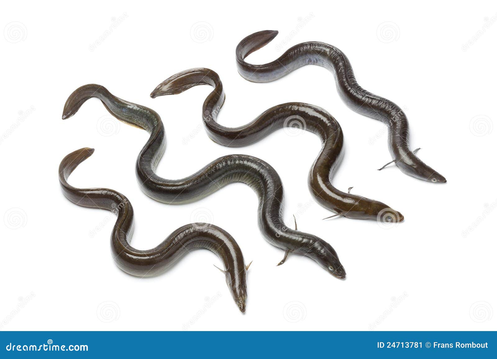 Verse Europese paling stock afbeelding. Image of anguilla - 24713781