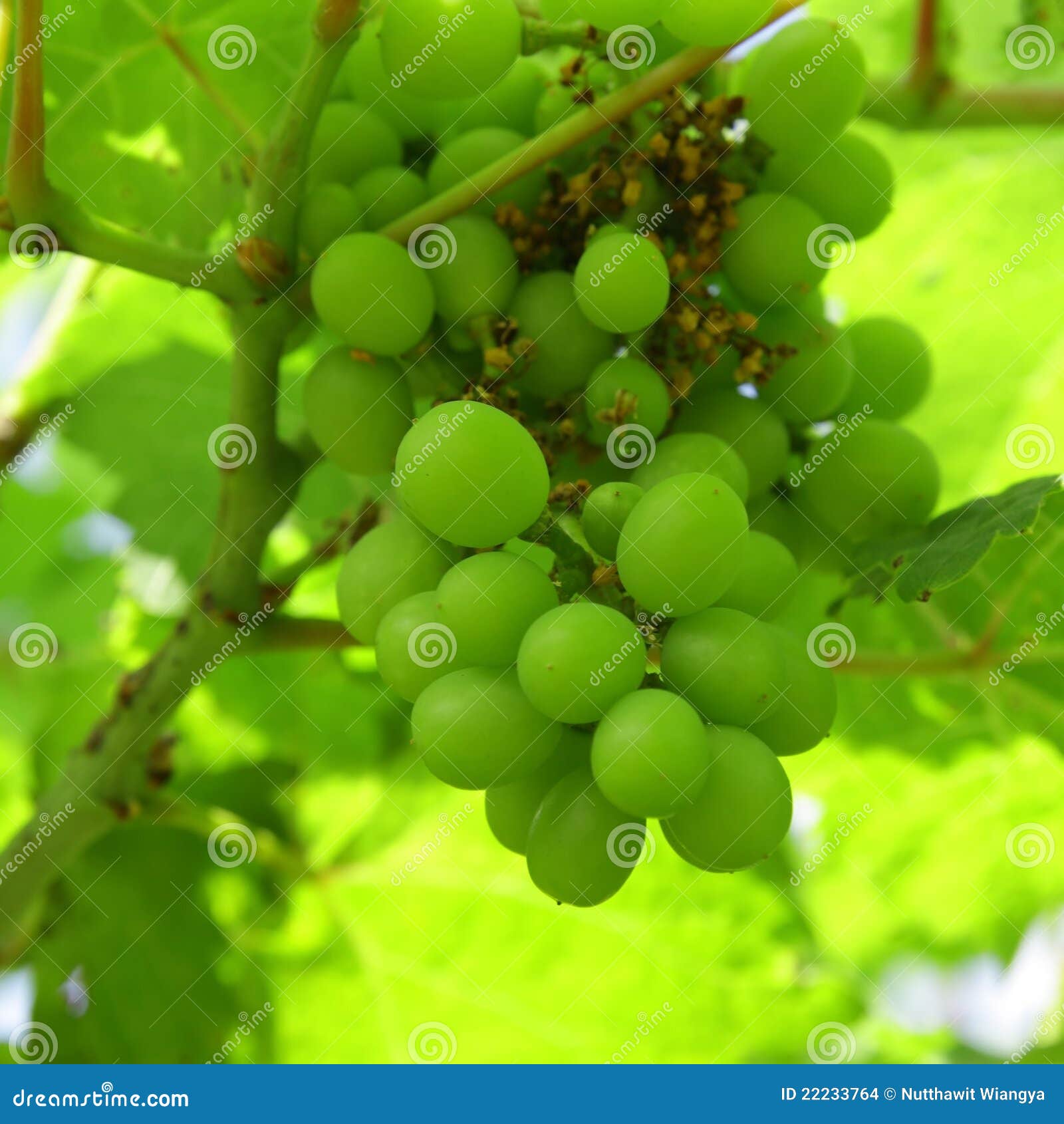 Verse Groene druif stock foto. Image of druif, landbouw - 22233764