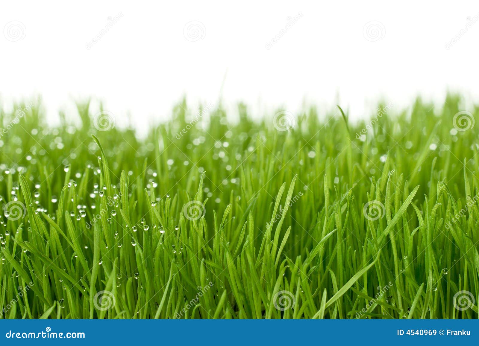 Verse groene gras stock afbeelding. Image of installatie - 4540969