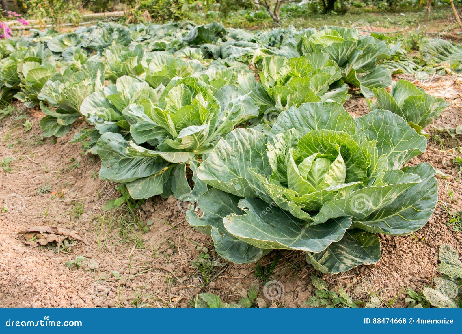 Verse Groene Kool, Organische Groenten in Binnenplaatstuin Stock Foto ...