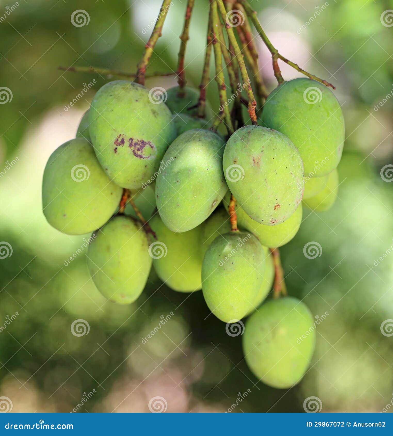 Verse groene mango's stock foto. Image of achtergrond - 29867072