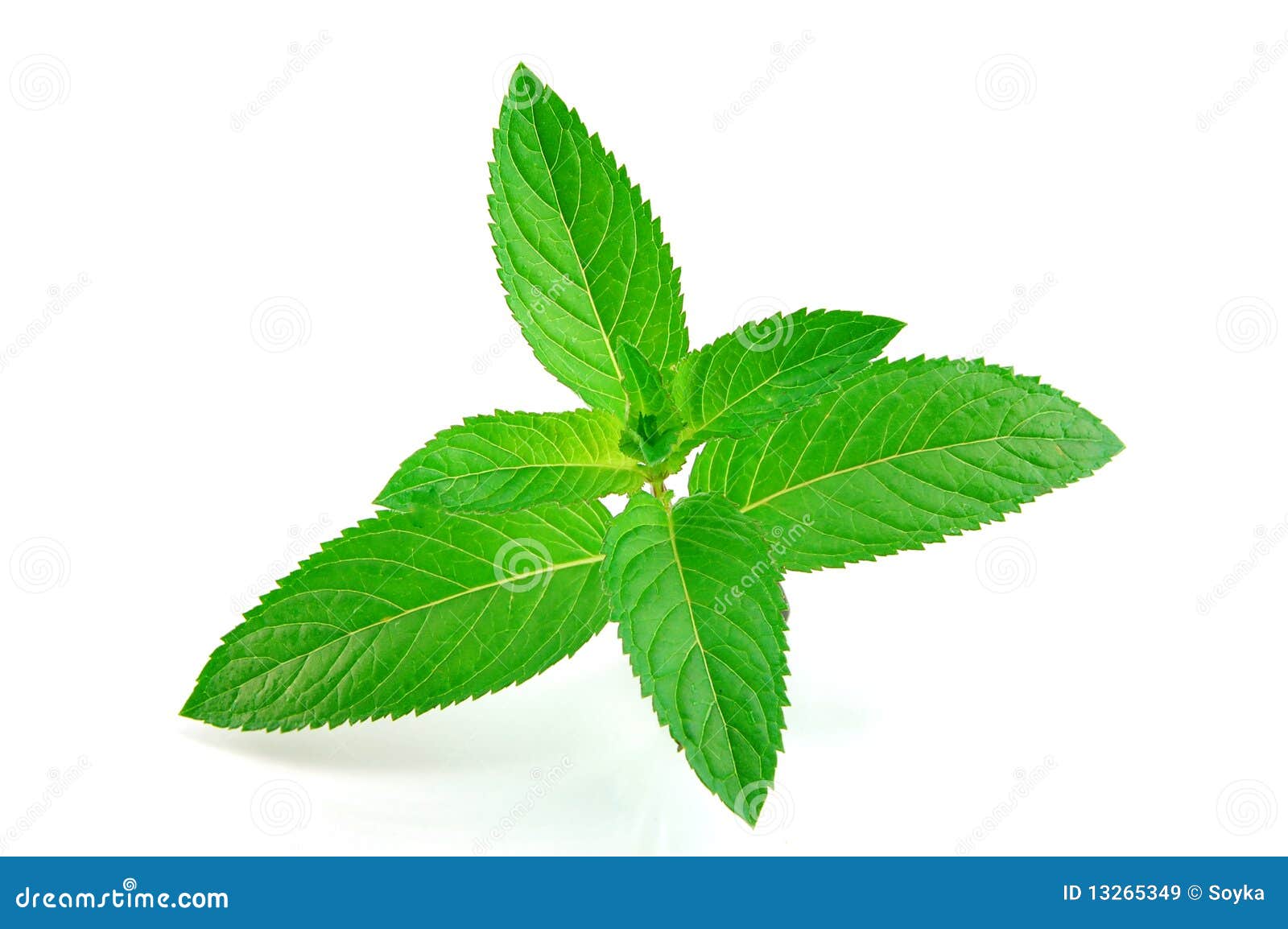 Verse groene munt stock afbeelding. Image of recept, gezond - 13265349