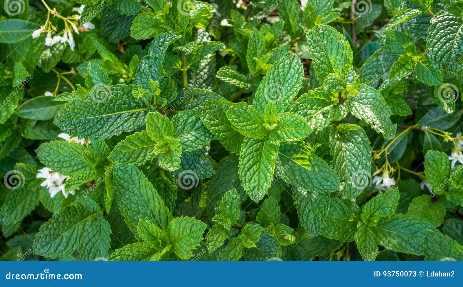 Verse groene munt stock afbeelding. Image of kruid, smaakstof - 93750073