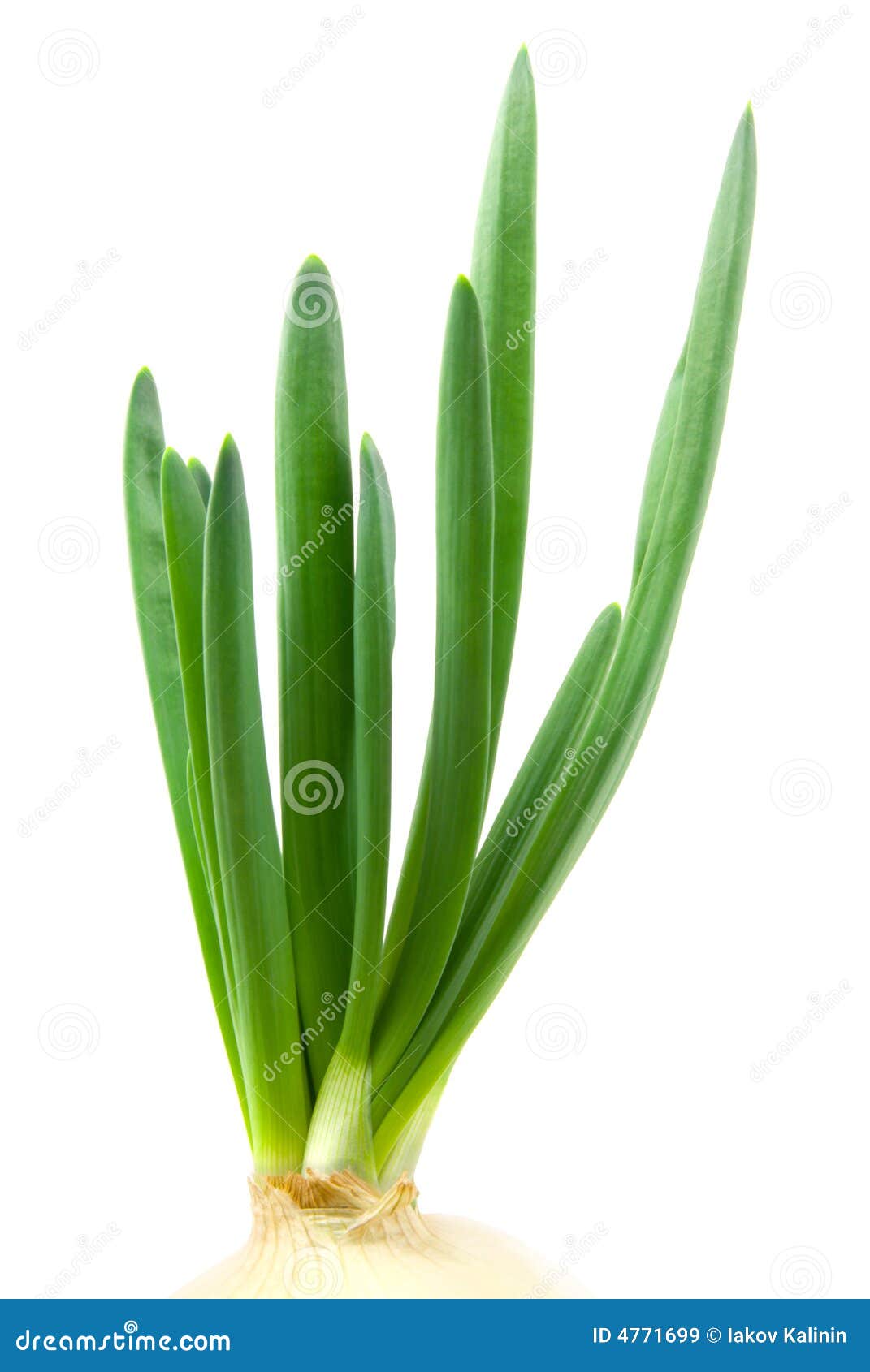 Verse groene ui stock afbeelding. Image of scherp, groei - 4771699