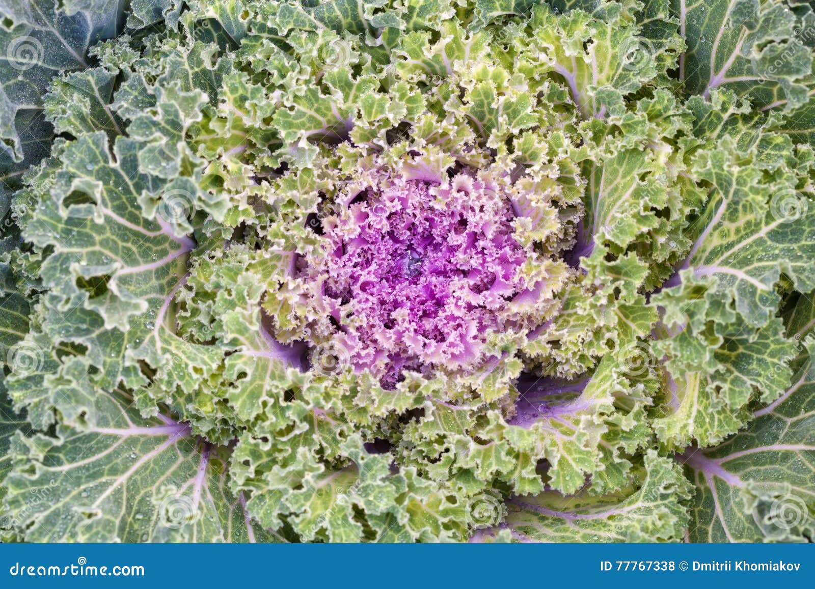 Verse Grote Kool in De Tuin, Hoogste Mening Stock Foto - Image of ...