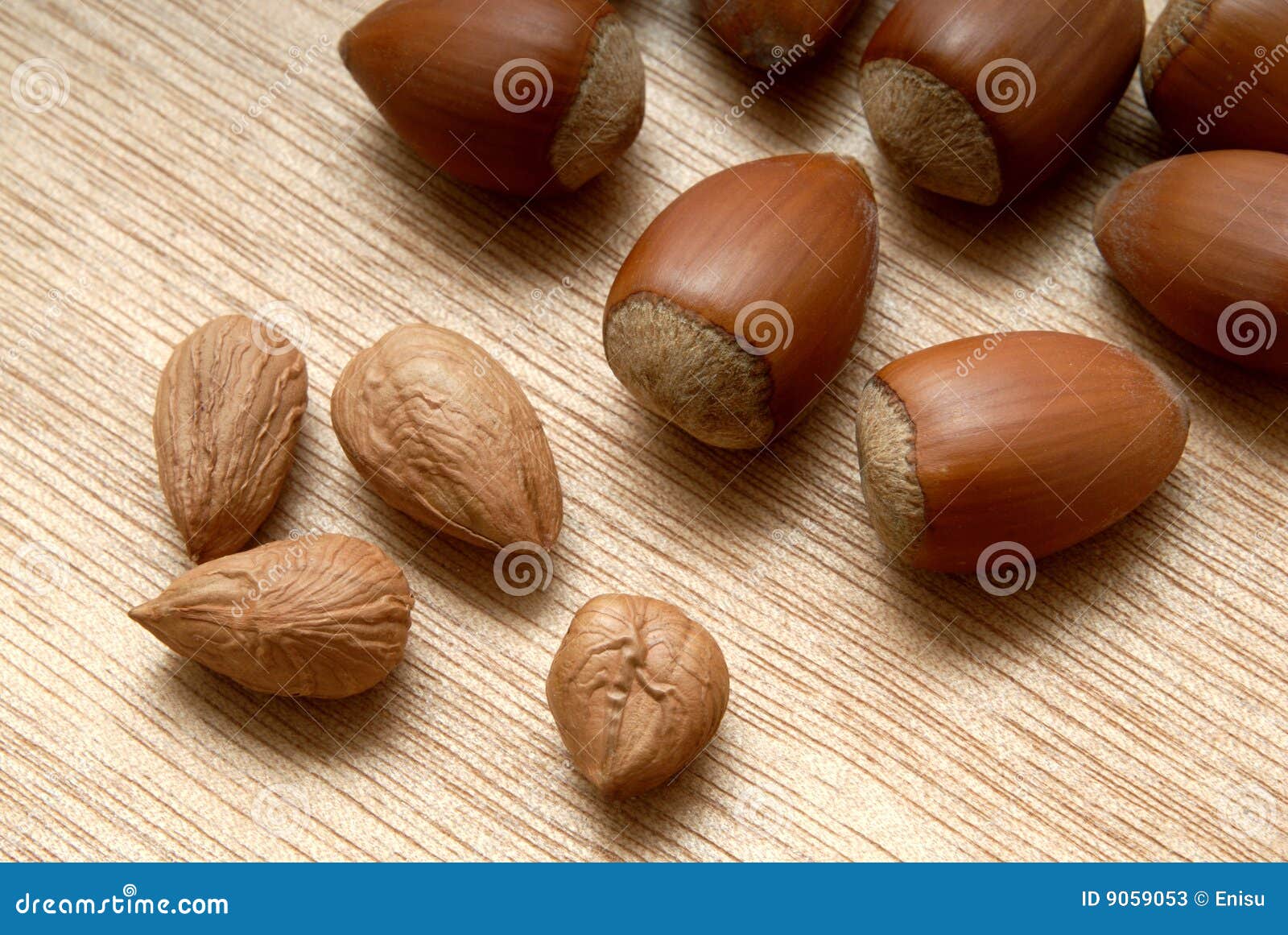 Verse hazelnoot stock afbeelding. Image of noot, hazelaar - 9059053