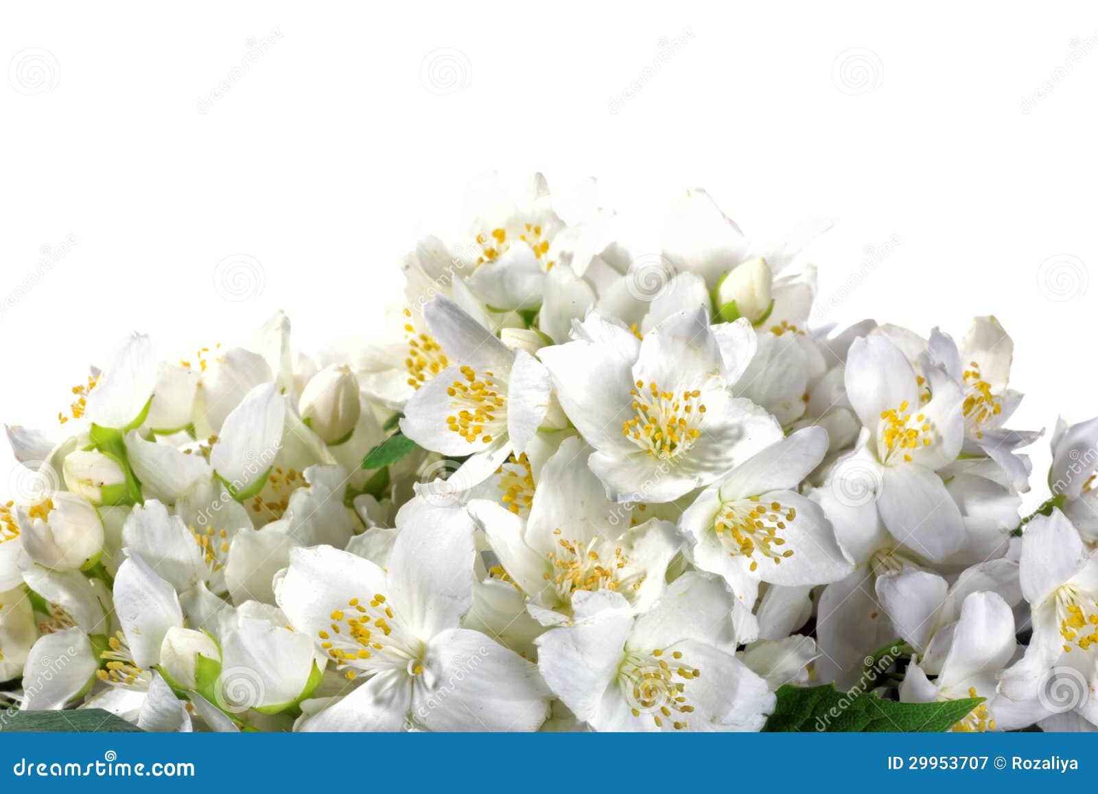 Verse Jasmijn. De Bloem Van De Zomer Stock Afbeelding - Image of ...