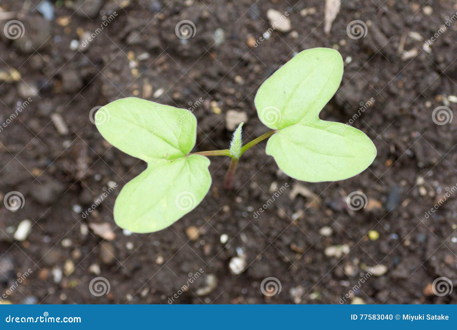 Verse jonge zaadlob stock foto. Image of openlucht, ecologie - 77583040