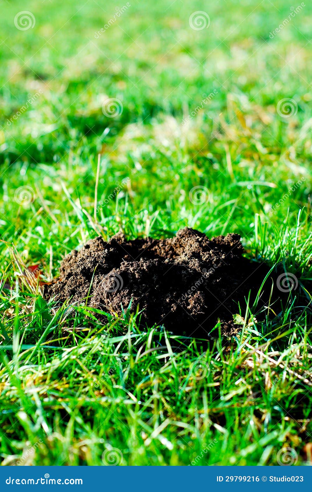 Molshoop stock foto. Image of blind, zoogdier, portret - 29799216