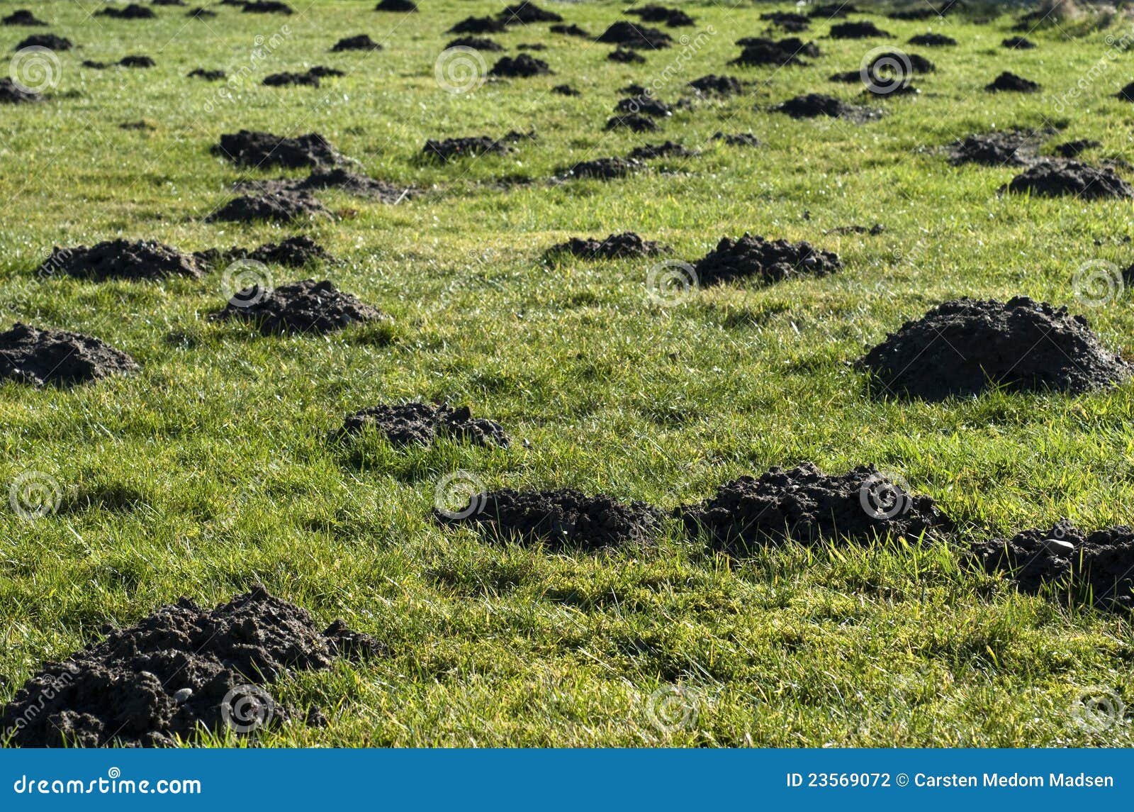 Verse Molshopen Op Mijn Gazon Stock Foto - Image of installatie, graven ...