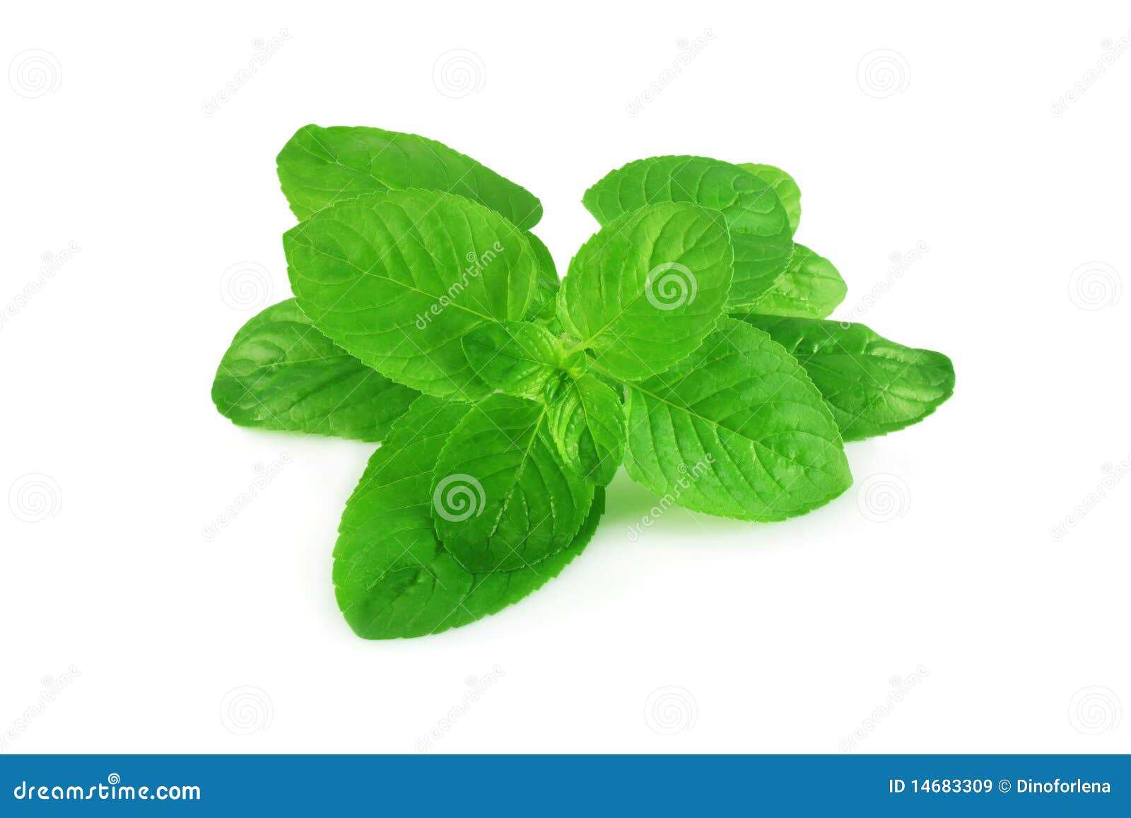 Verse munt stock afbeelding. Image of ingrediënt, voedsel - 14683309