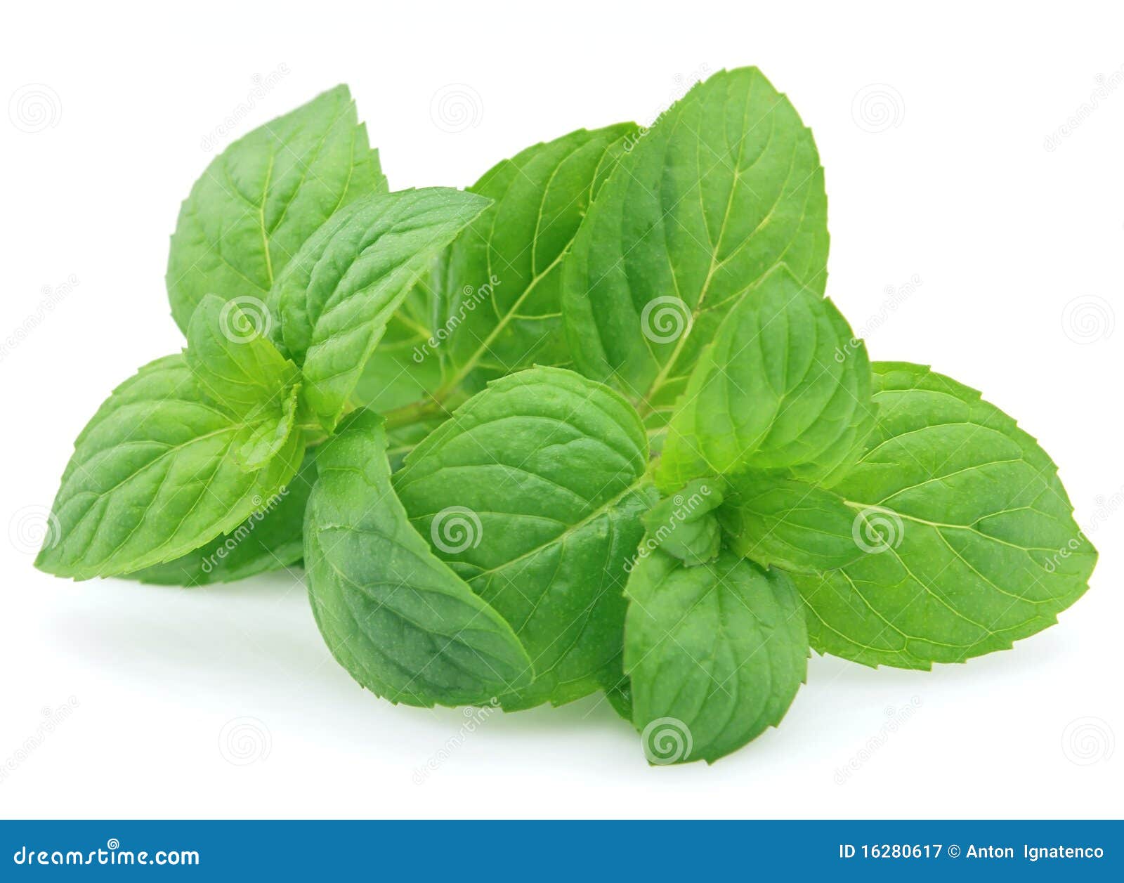 Verse munt stock afbeelding. Image of nave, organisch - 16280617