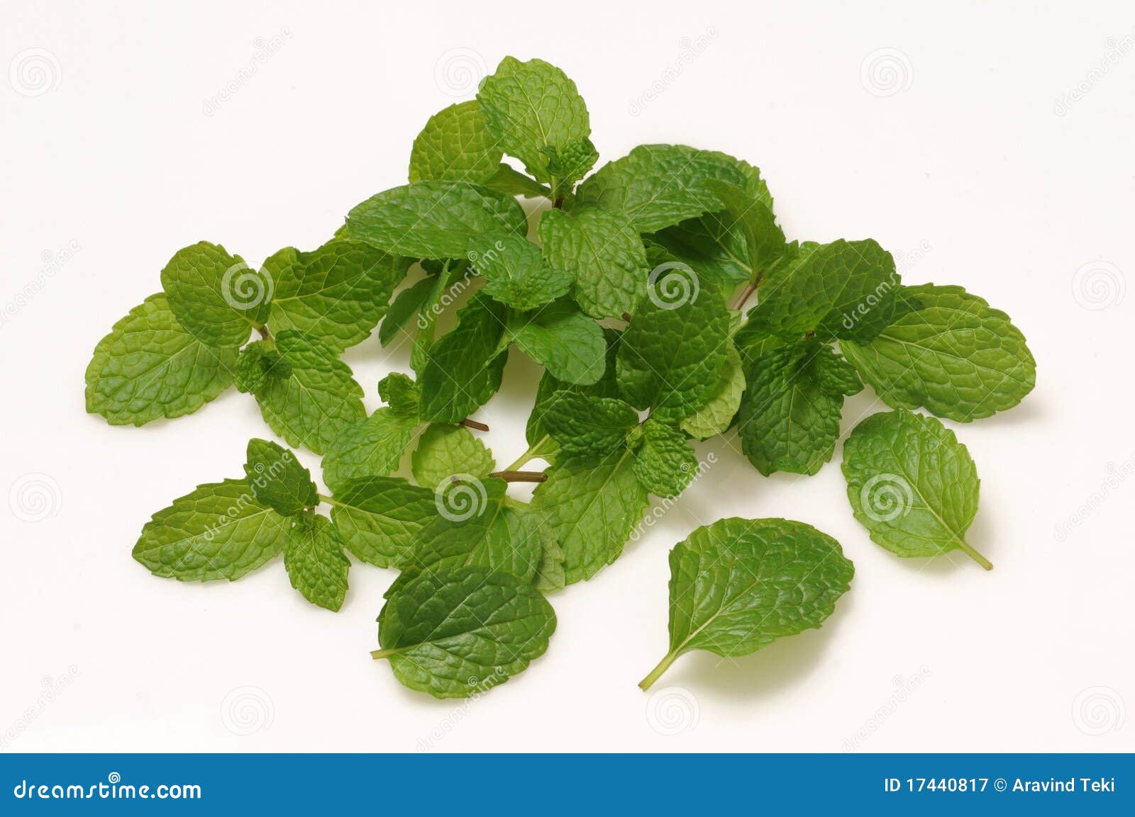 Verse Munt stock afbeelding. Image of kruiden, bladeren - 17440817