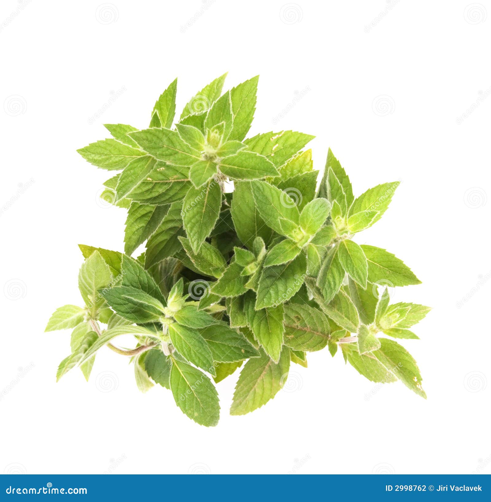 Verse munt stock foto. Image of smaakstof, koken, pepermunt - 2998762