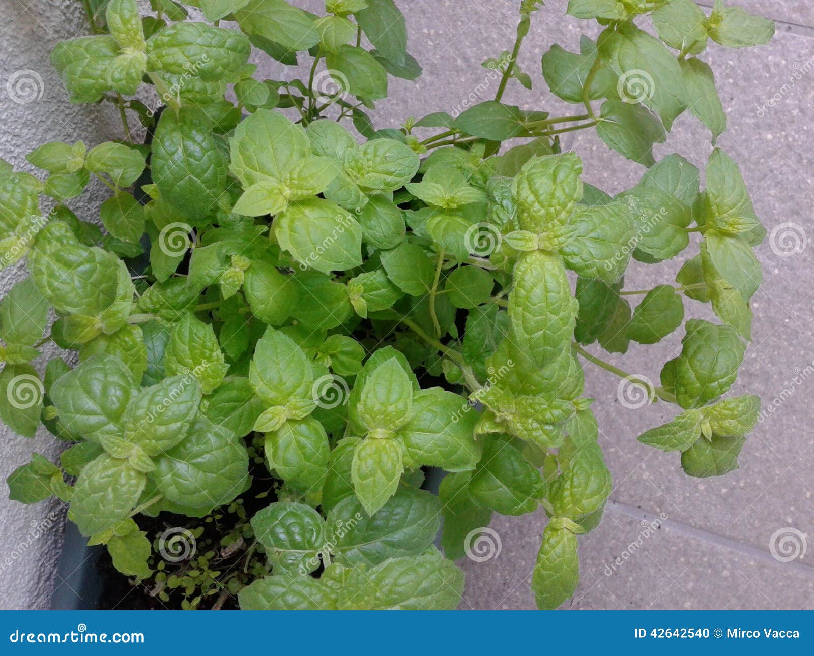 Verse munt stock foto. Image of munt, vers, groen, bladeren - 42642540