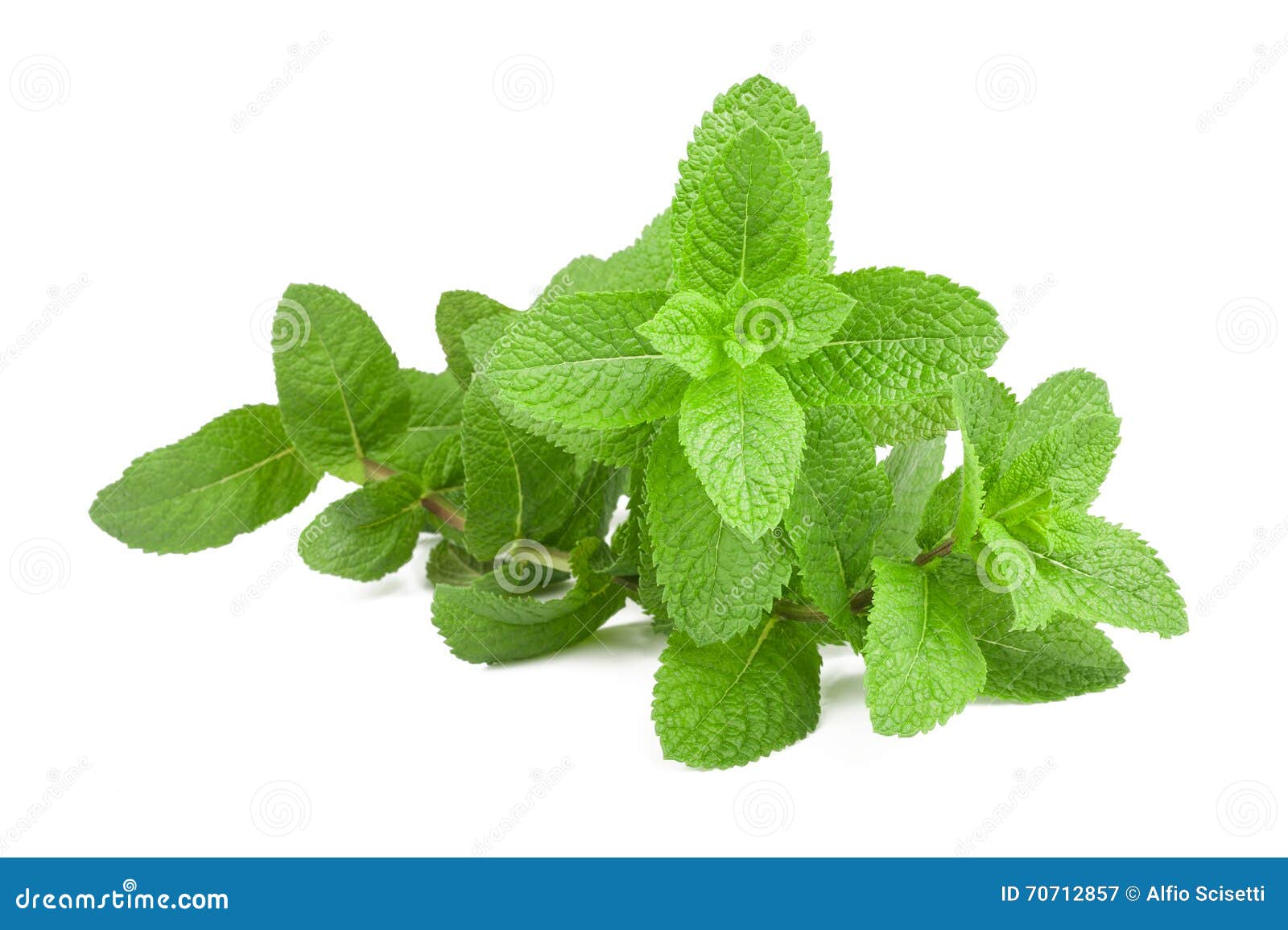 Verse munt stock afbeelding. Image of balsem, geneeskrachtig - 70712857