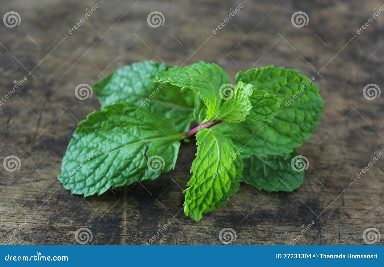 Verse munt stock foto. Image of kleur, kruiden, macro - 77231304