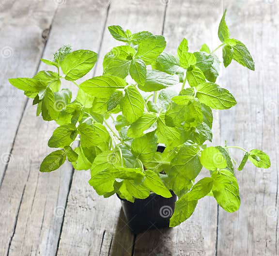 Verse munt in de pot stock afbeelding. Image of vers - 31249675