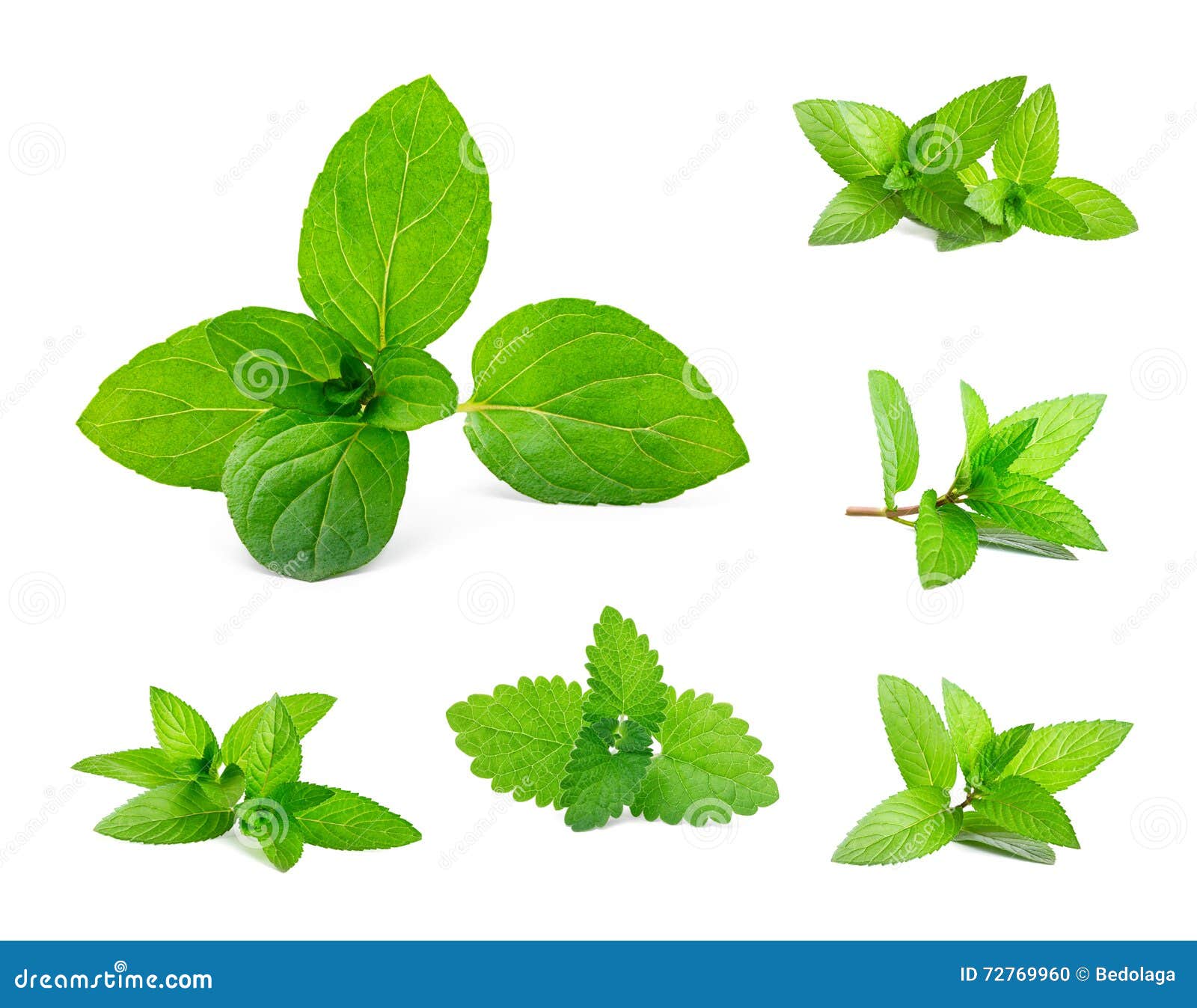 Verse Munt En Melissa Bladeren Stock Foto - Image of griekenland, vers ...