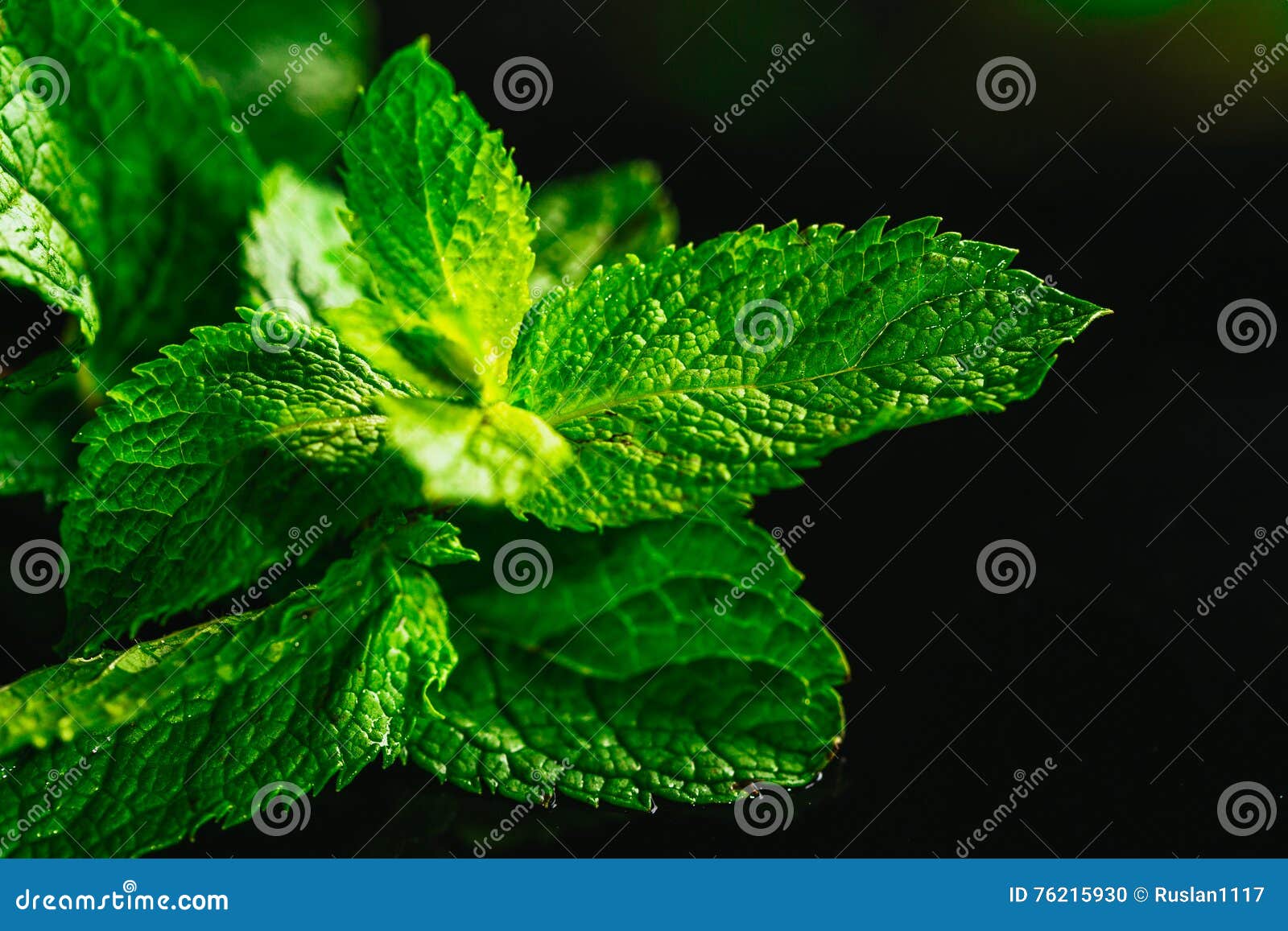 Verse Munt Op De Zwarte Spiegelachtergrond Stock Foto - Image of ...