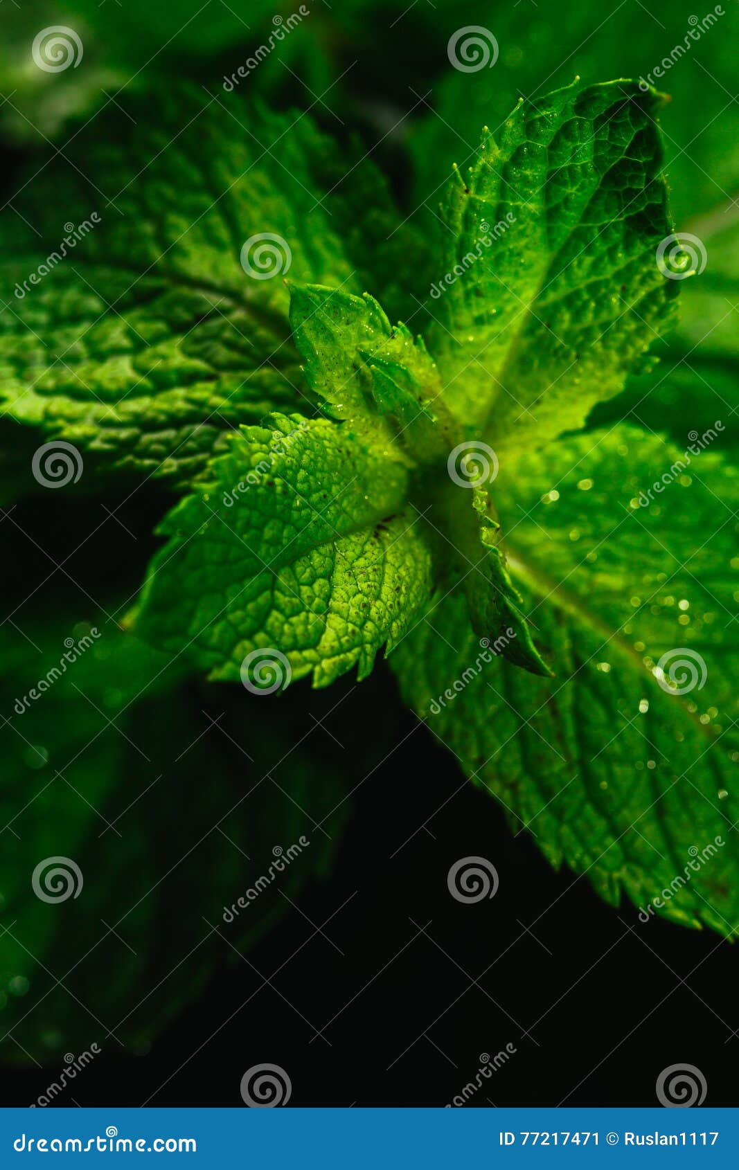 Verse Munt Op De Zwarte Spiegelachtergrond Stock Afbeelding - Image of ...