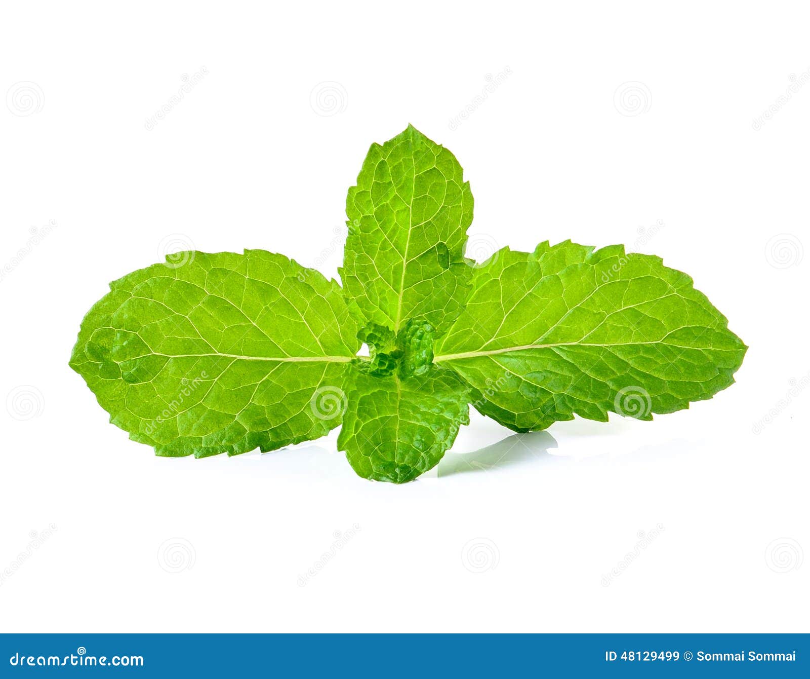 Verse Munt Op Witte Achtergrond Stock Afbeelding - Image of naughty ...