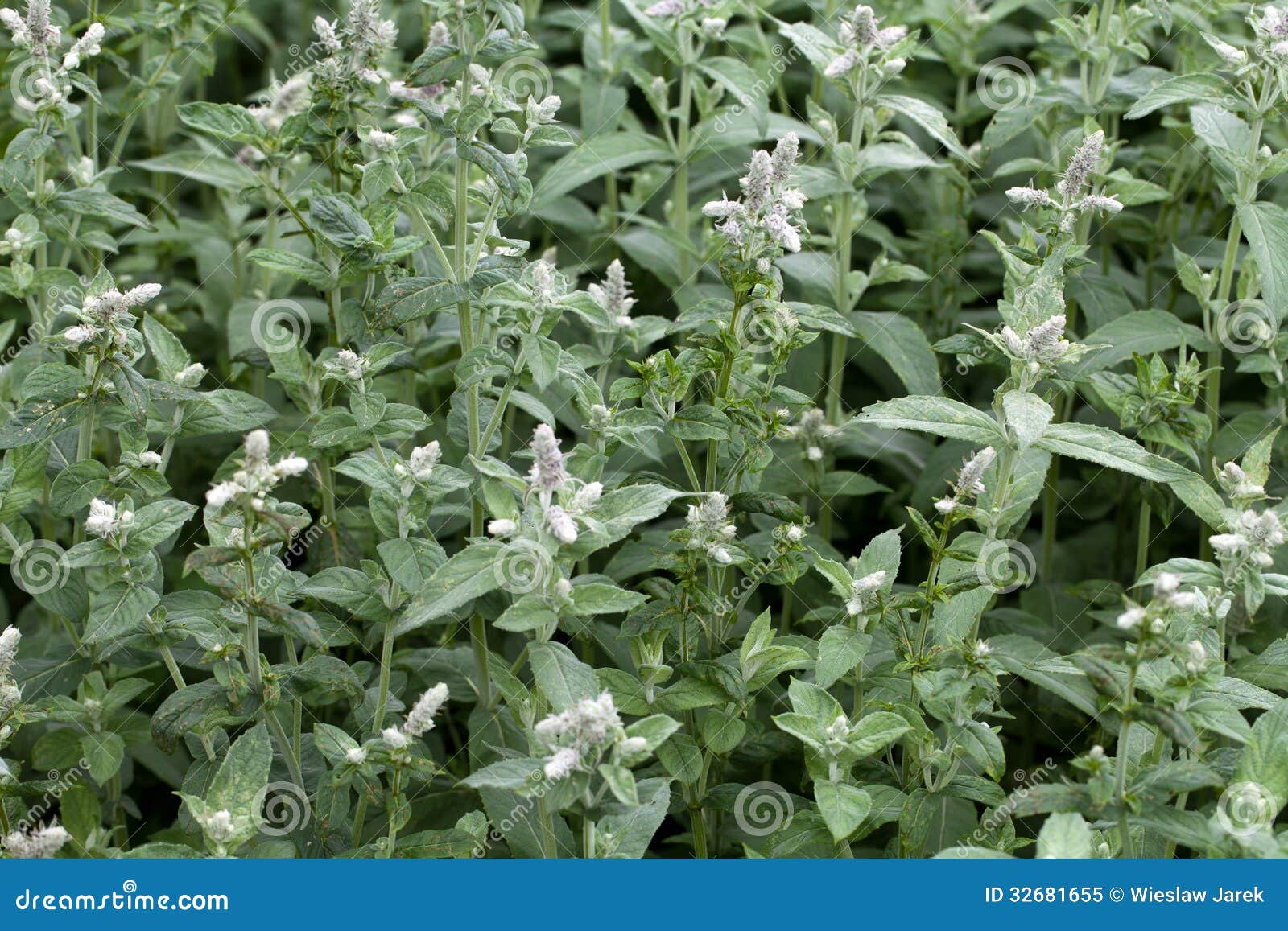 Verse munt in tuin stock afbeelding. Image of vers, pepermunt - 32681655