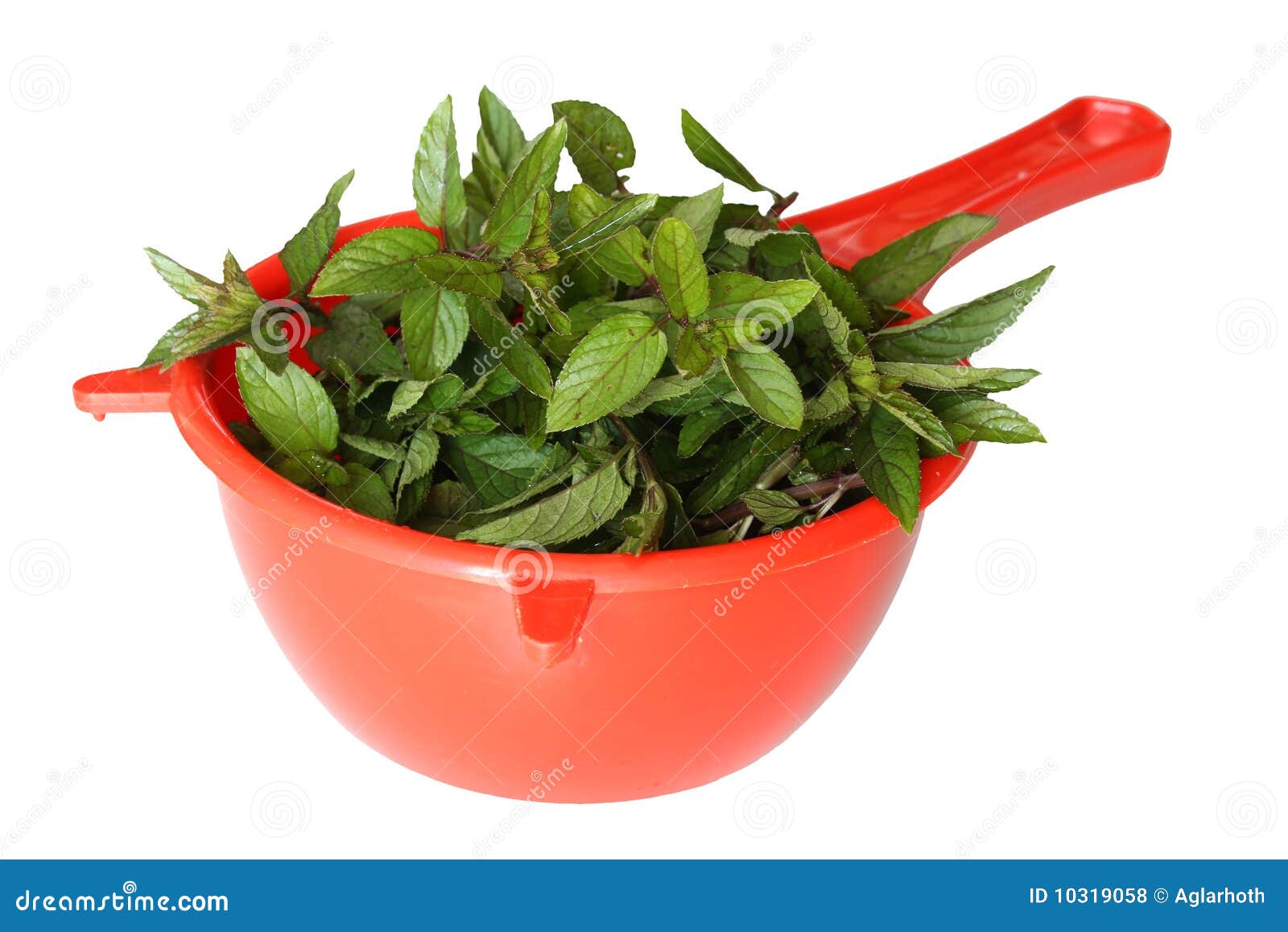 Verse munt in zeef stock foto. Image of blad, munt, naughty - 10319058