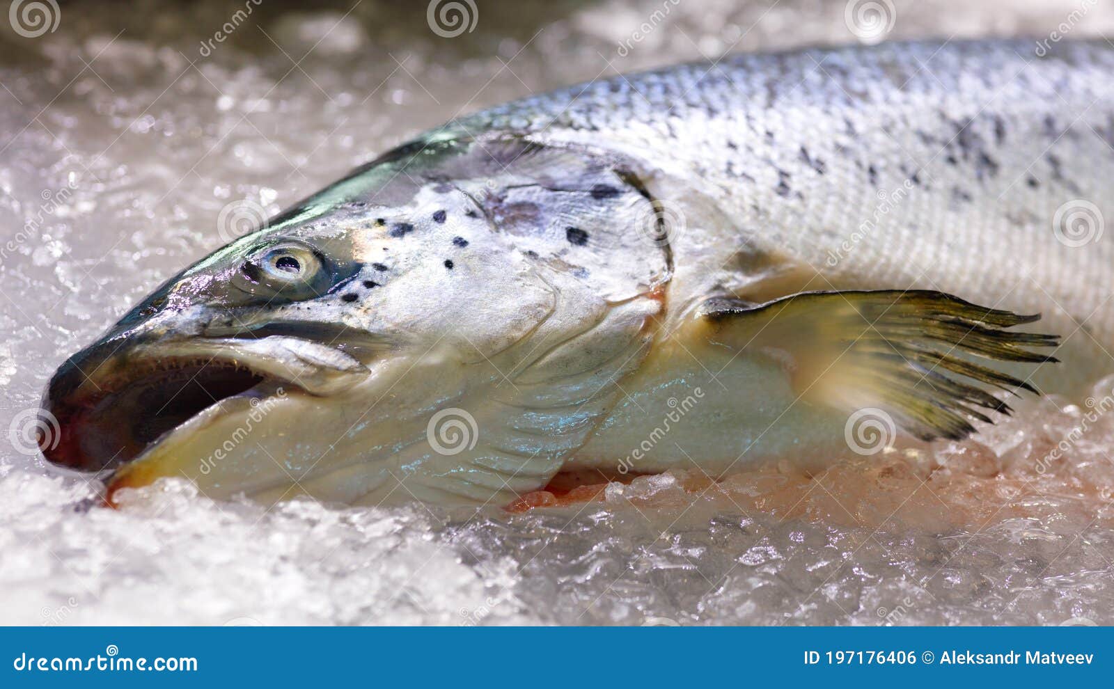 Verse Noorse Zalmforel Op Ijs in De Supermarkt. Stock Foto - Image of ...