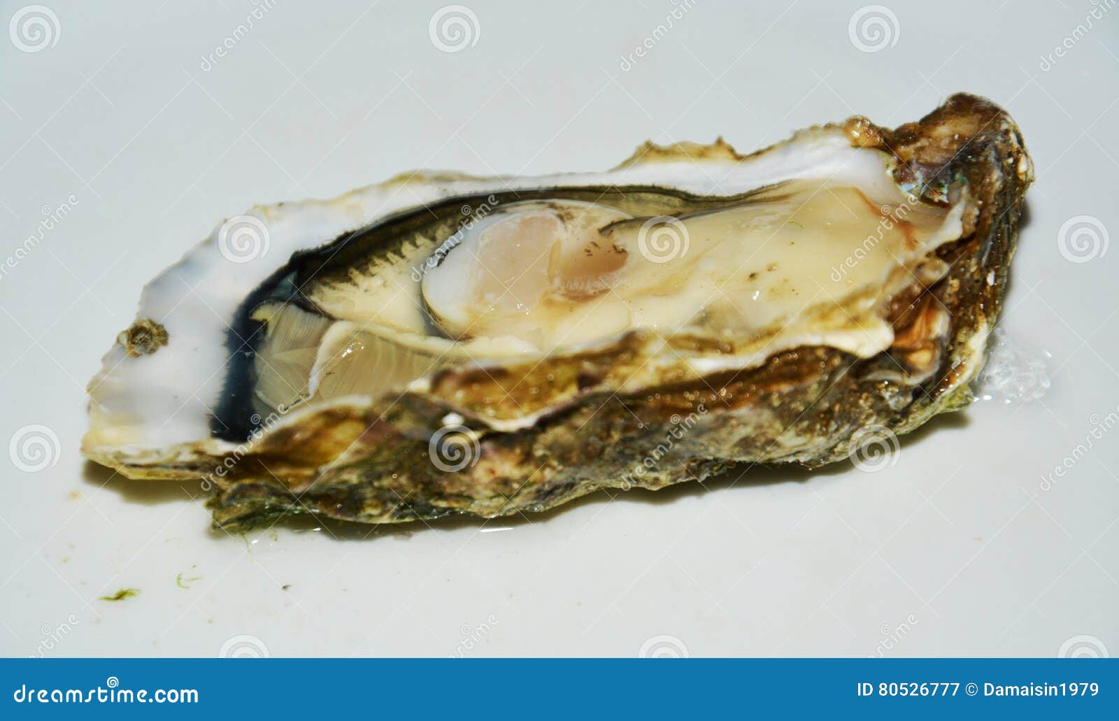 Verse Oester Op Neutrale Achtergrond Stock Afbeelding - Image of gezond ...
