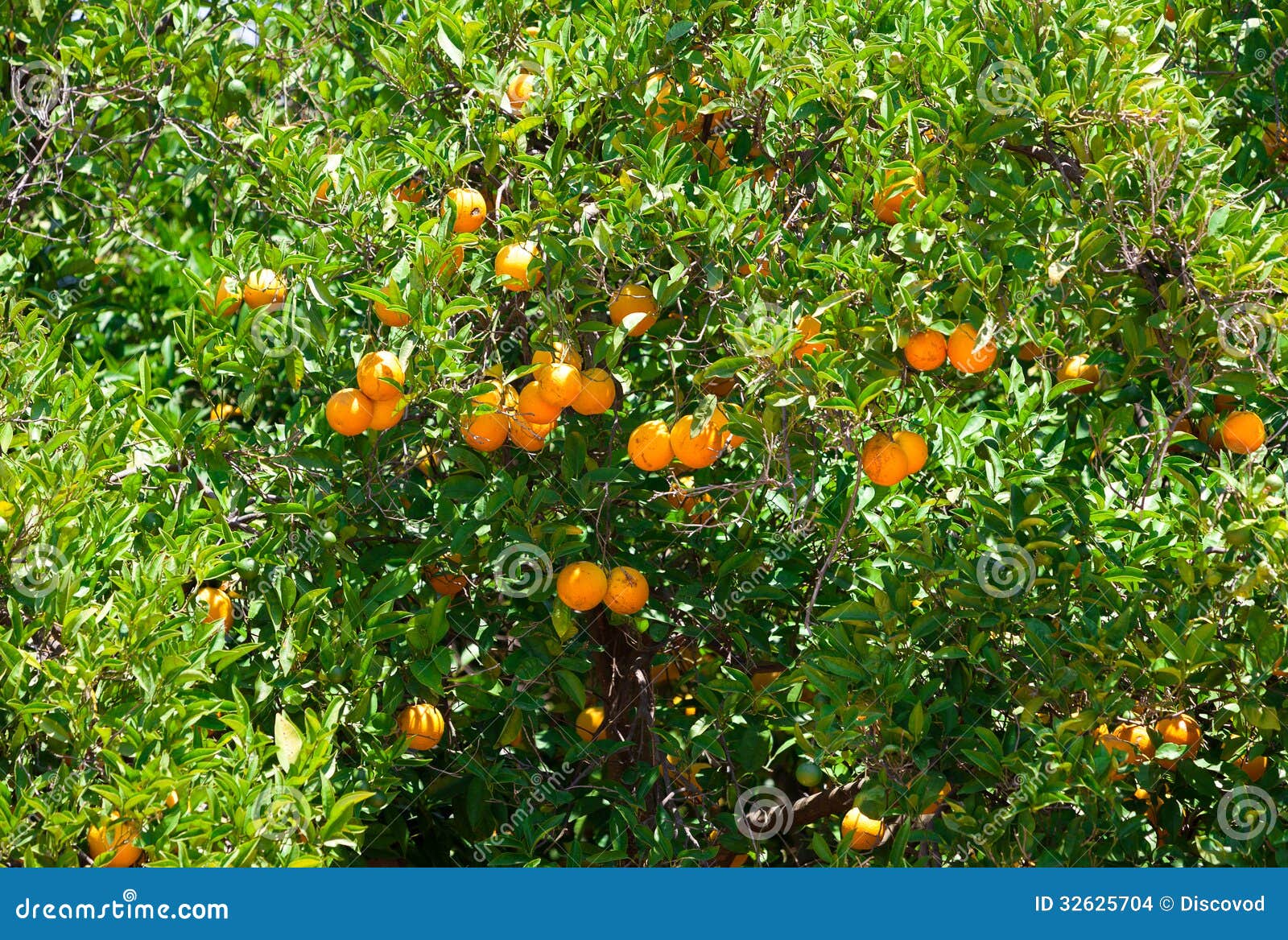 Verse Oranje Vruchten Op Boom Stock Foto - Image of rijp, zoet: 32625704