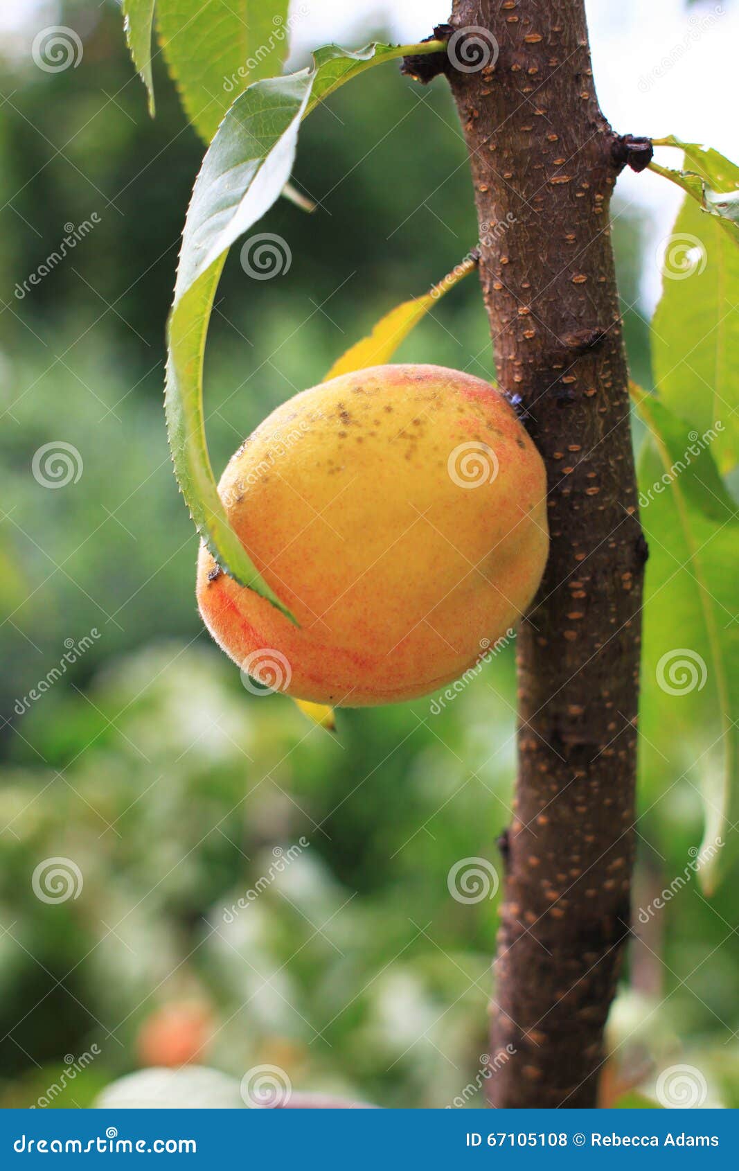 Verse Perzik op Boom stock foto. Image of tuin, boom - 67105108