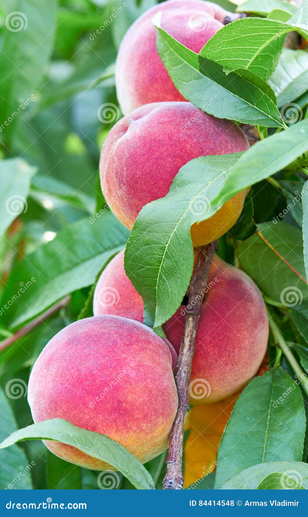 Verse perziken op boom stock foto. Image of bloem, perzik - 84414548