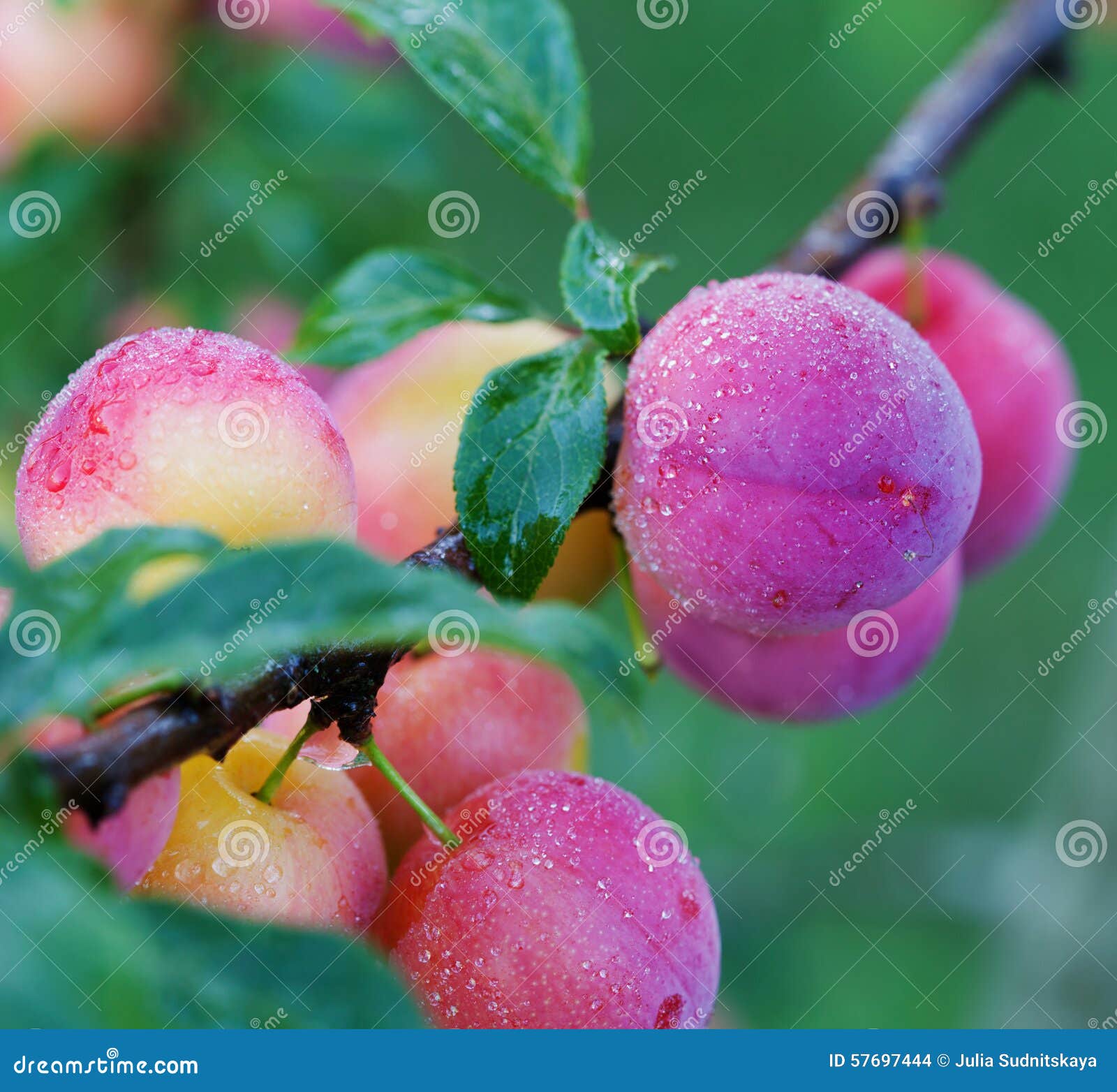 Verse pruimen op de boom stock foto. Image of groen, boomgaard - 57697444