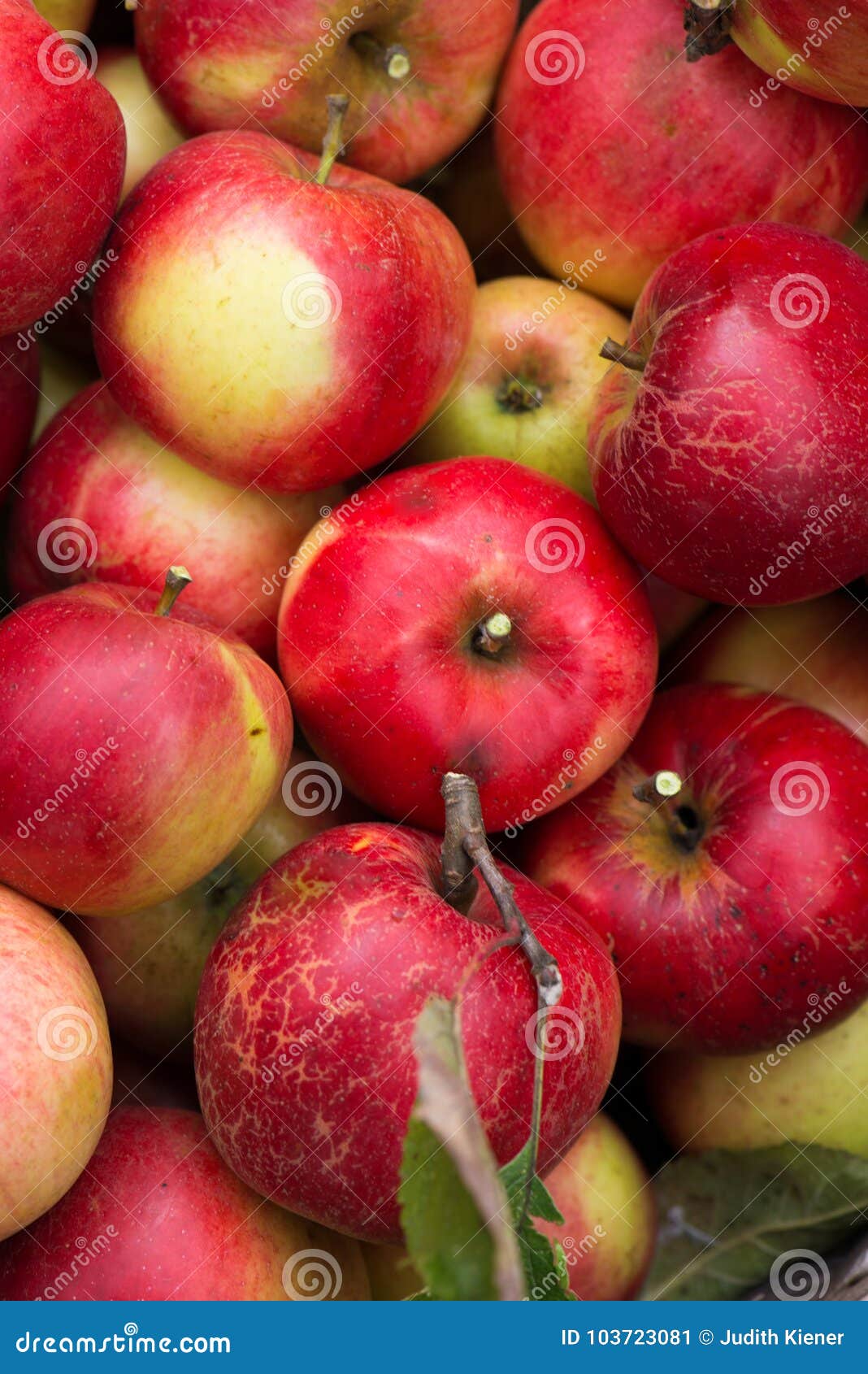 Verse rode appelen stock afbeelding. Image of najaar - 103723081