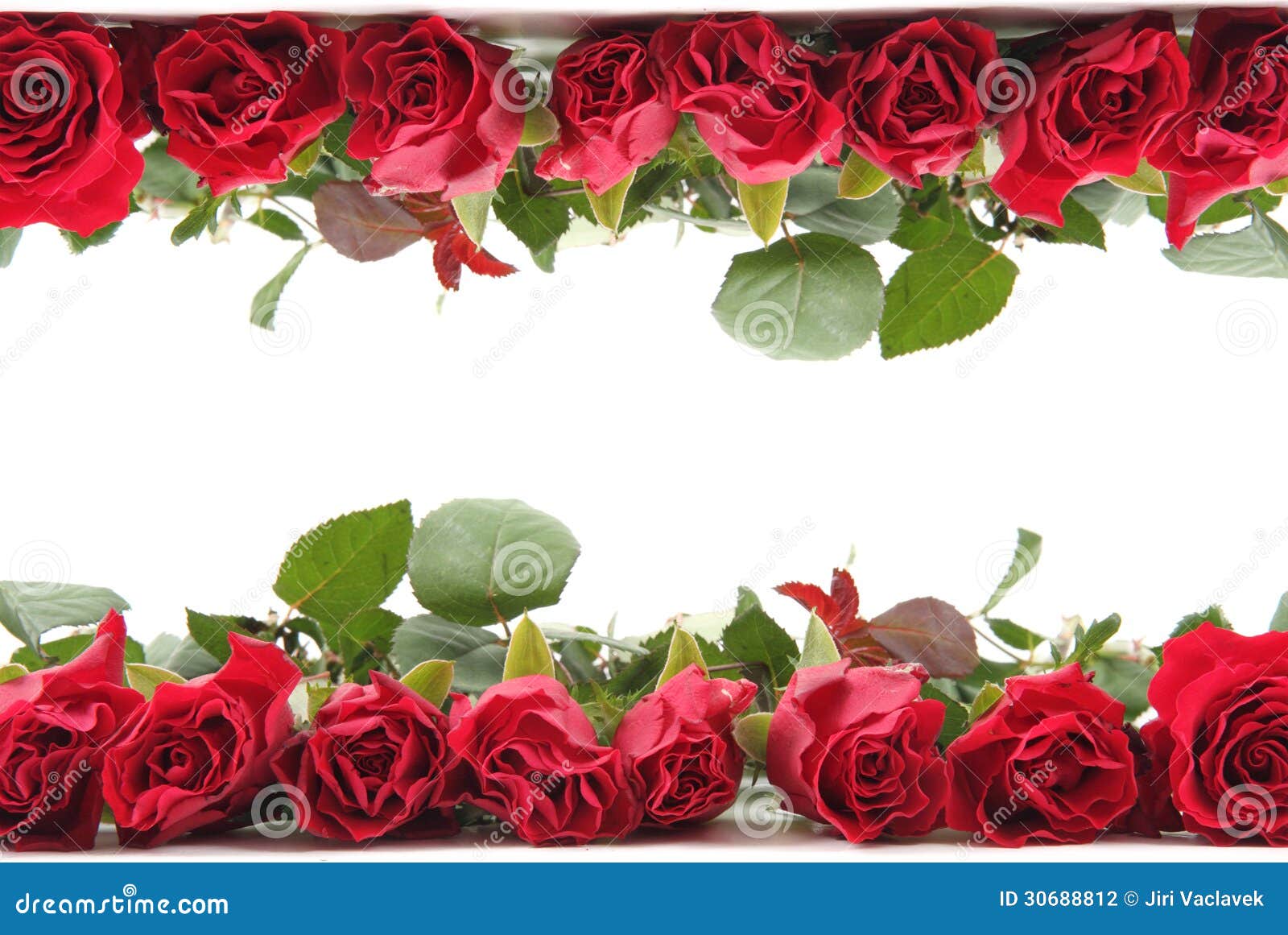 Verse rode rozen als kader stock foto. Image of knop - 30688812