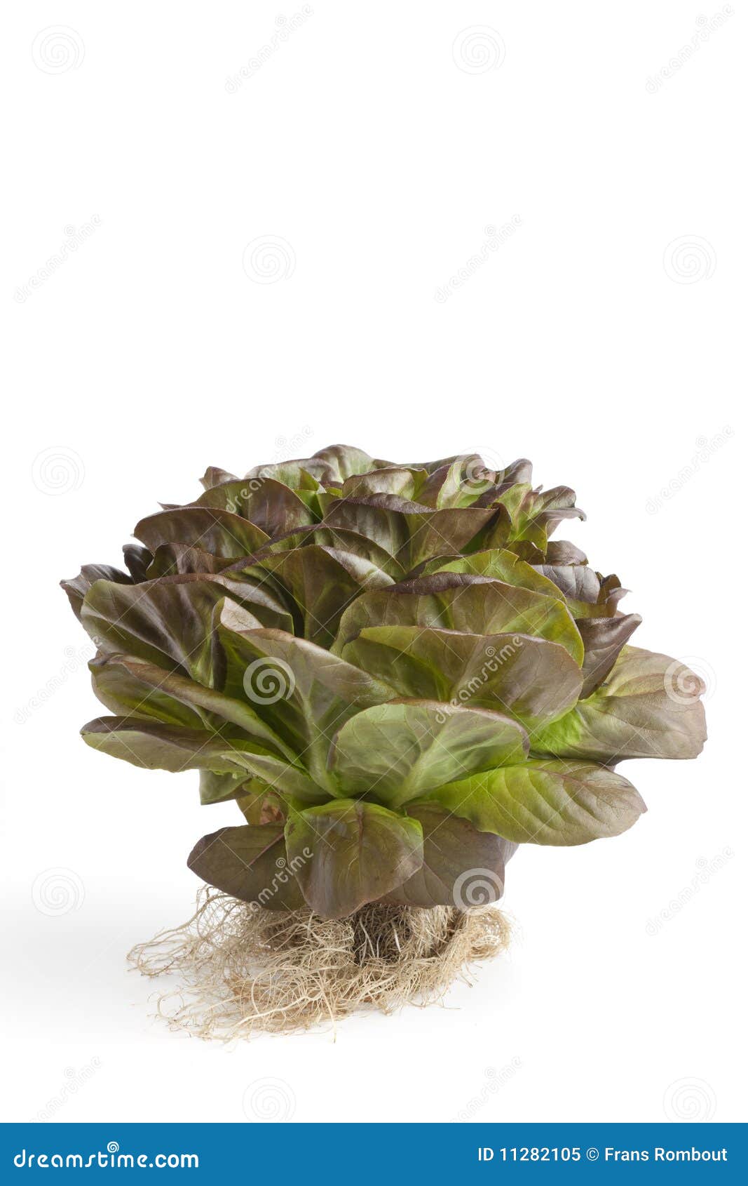 Verse Rode Sla Salanova Met Wortels Stock Afbeelding - Image of groen ...