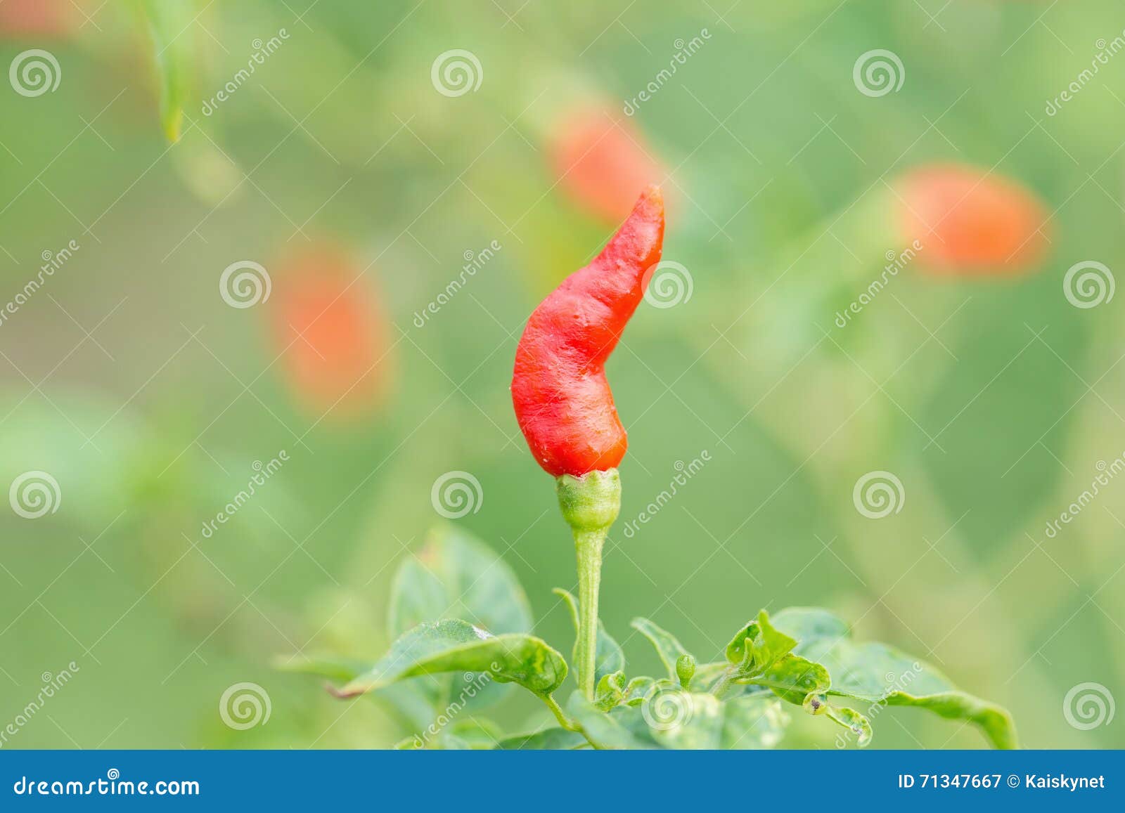 Verse Rode Spaanse Pepers Die in De Moestuin Groeien Stock Afbeelding ...