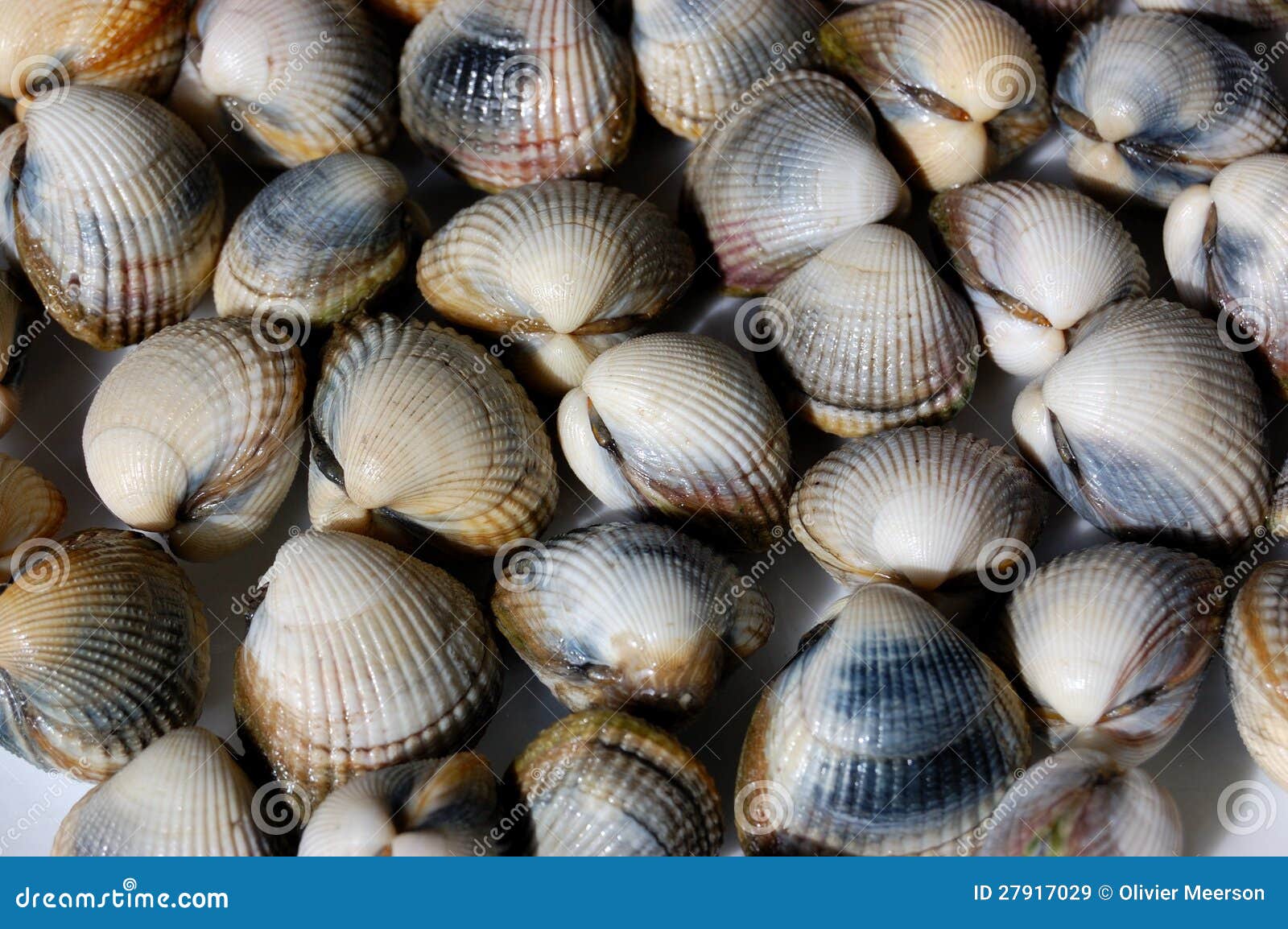 Verse Shells, Cerastoderma Edule Stock Afbeelding - Image of culinair ...
