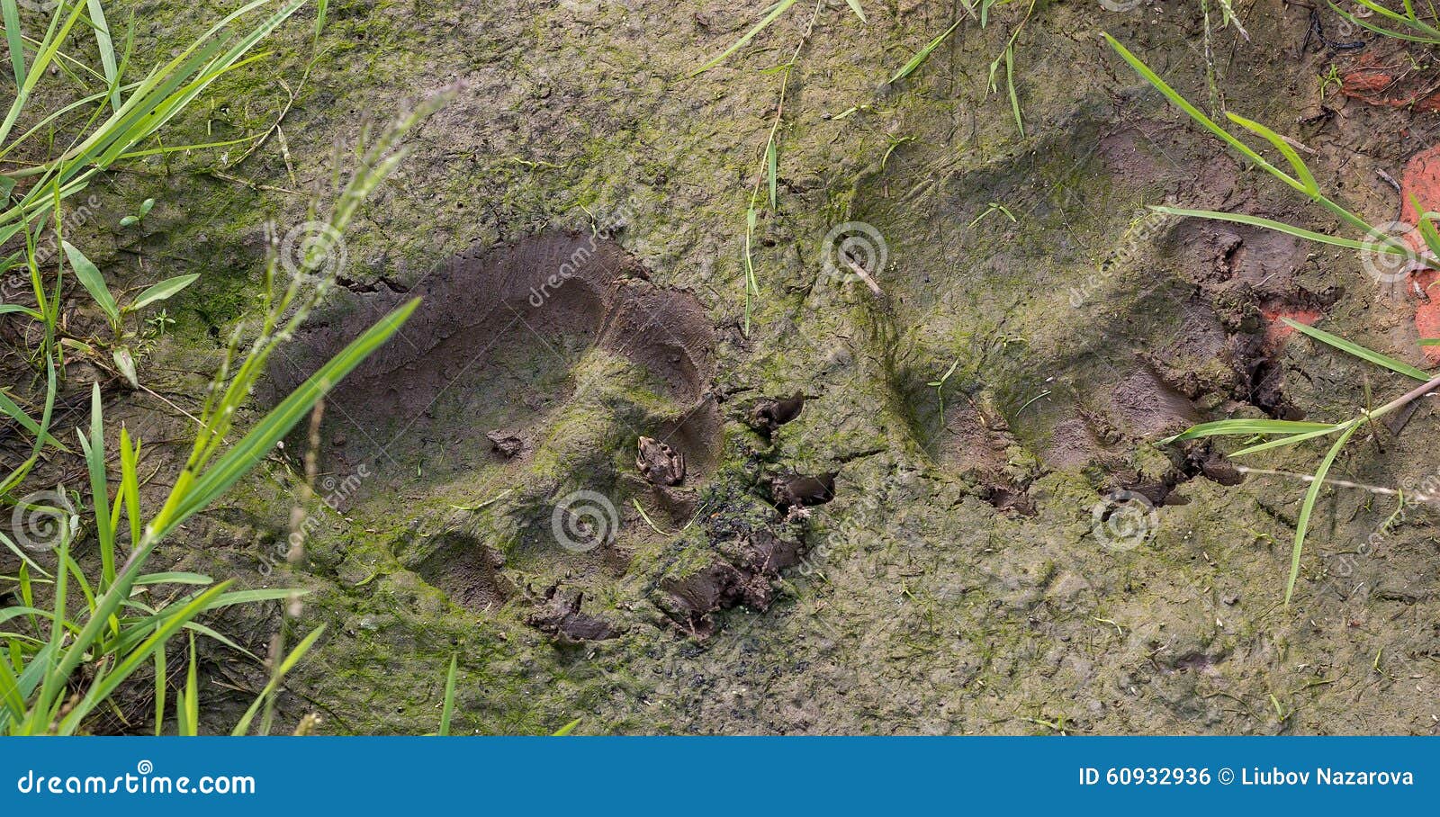 Verse Sporen Van Bruine Beer Stock Foto - Image of klei, augustus: 60932936