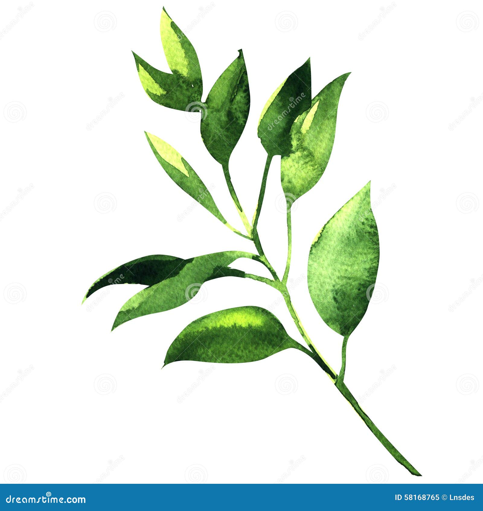 Verse tak van laurier stock illustratie. Illustration of voedsel - 58168765