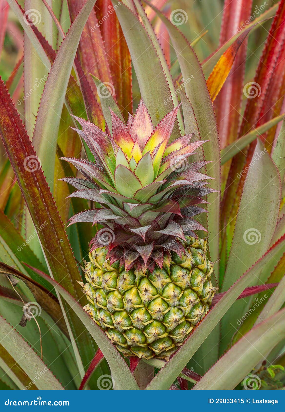 Verse Tropische Ananas Op De Boom Stock Afbeelding - Image of markt ...