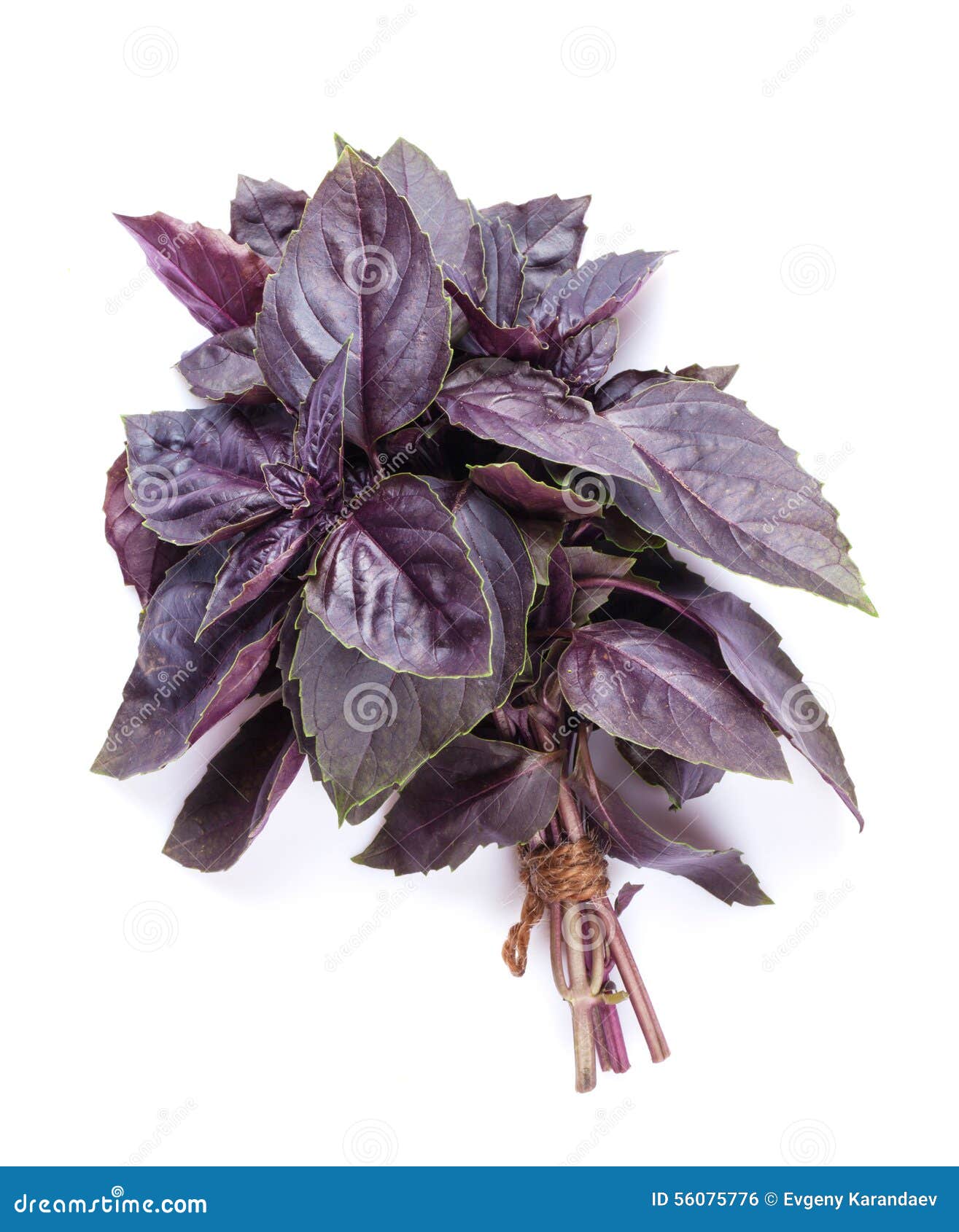 Verse Tuinkruiden Purper Basilicum Stock Foto - Image of organisch ...