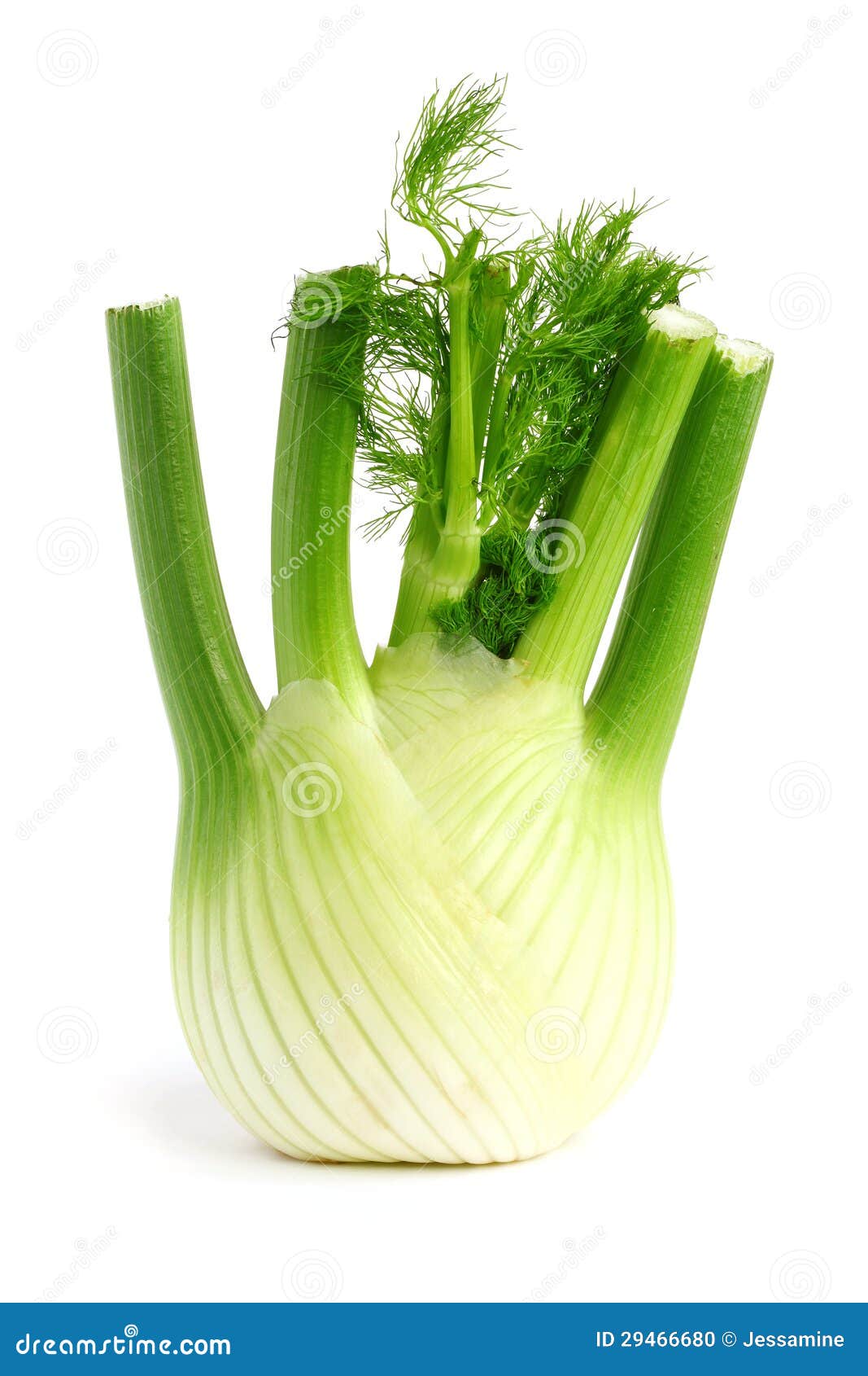 Verse venkel stock foto. Image of organisch, dieet, gezond - 29466680