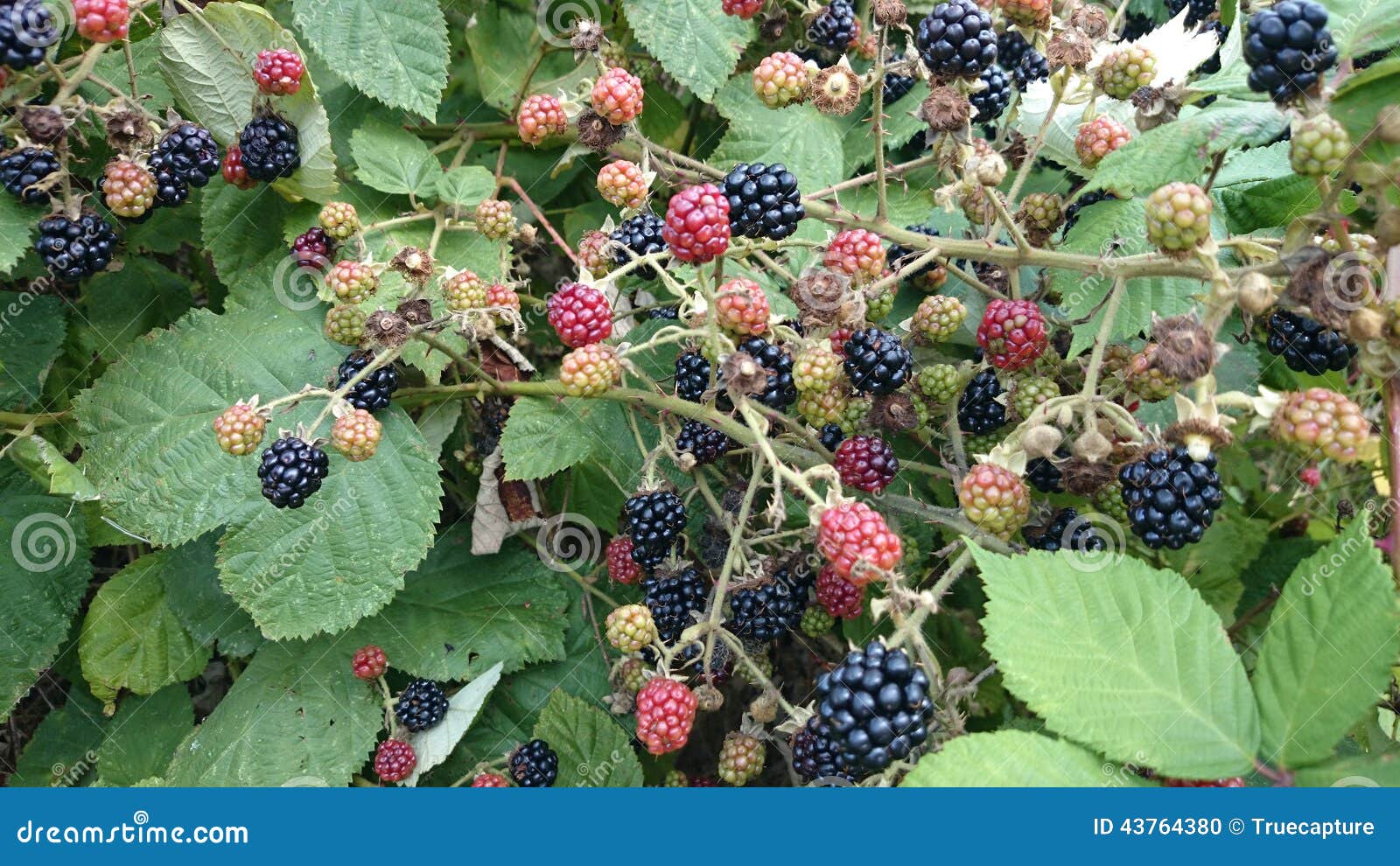 Verse wilde braam stock foto. Image of boysenbes, bosbes - 43764380