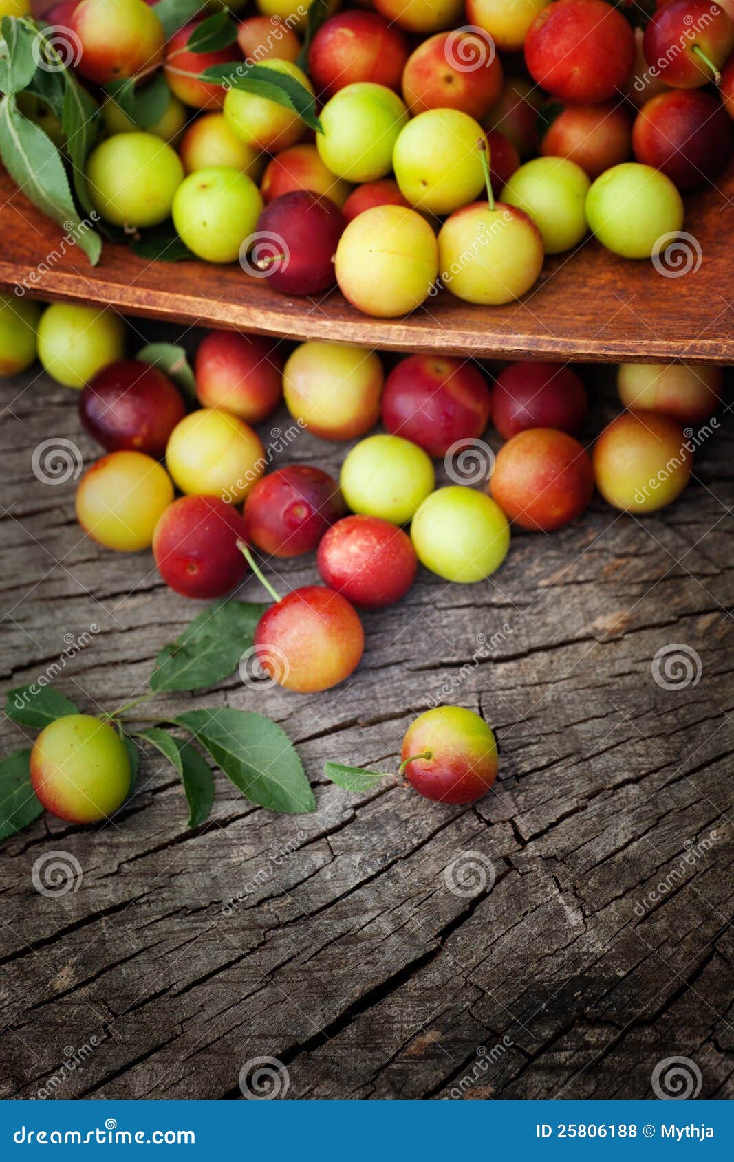 Verse wilde pruim stock foto. Image of landbouw, groep - 25806188