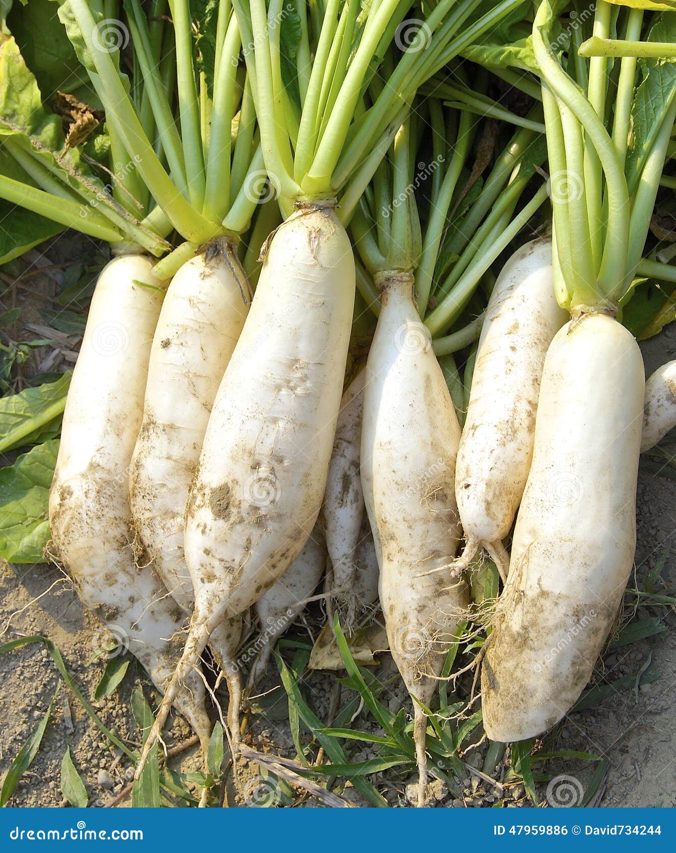 Verse Witte Radijs Op Gebied Stock Foto - Image of organisch, voedsel ...