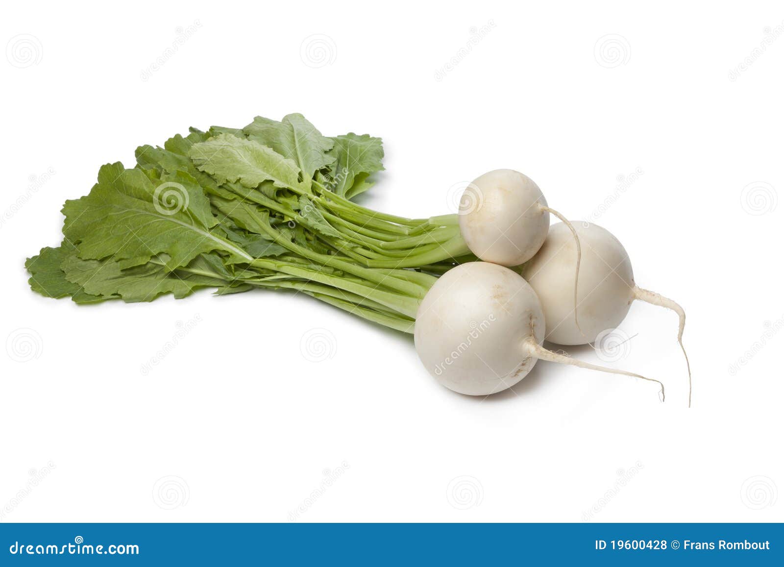 Verse Witte Ronde Radijs Daikon Stock Foto - Image of geheel, bladeren ...
